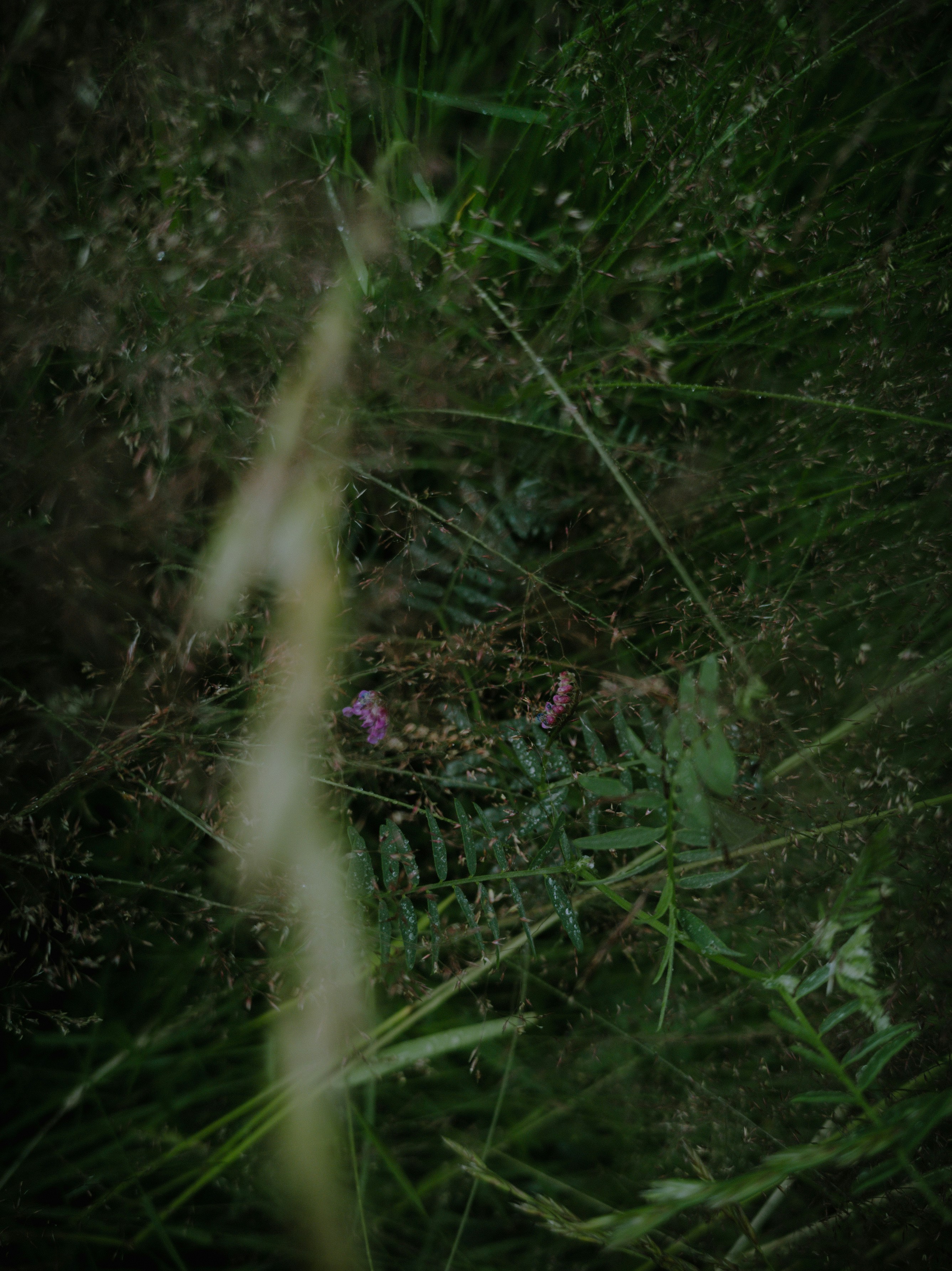 Whispering Ferns in Evening Shade