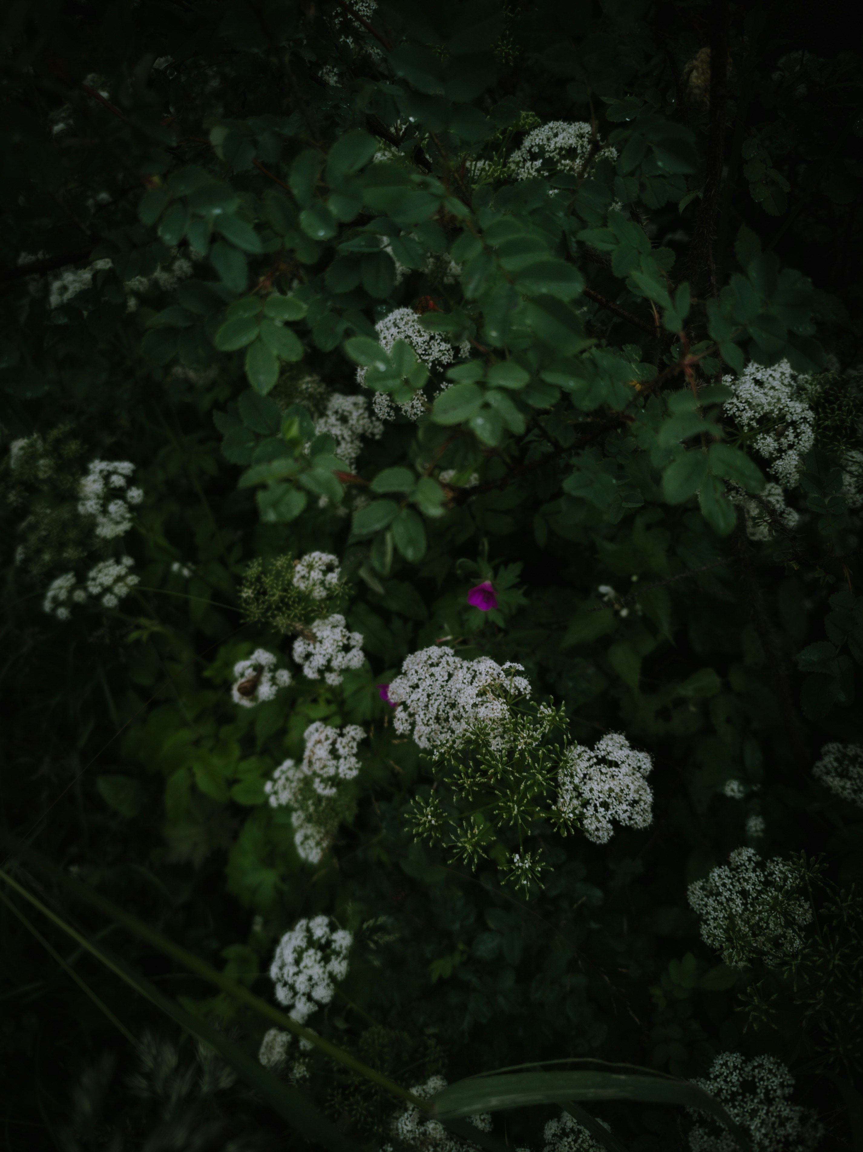 Moonlit Cluster: White blossoms Among Dense Foliage
