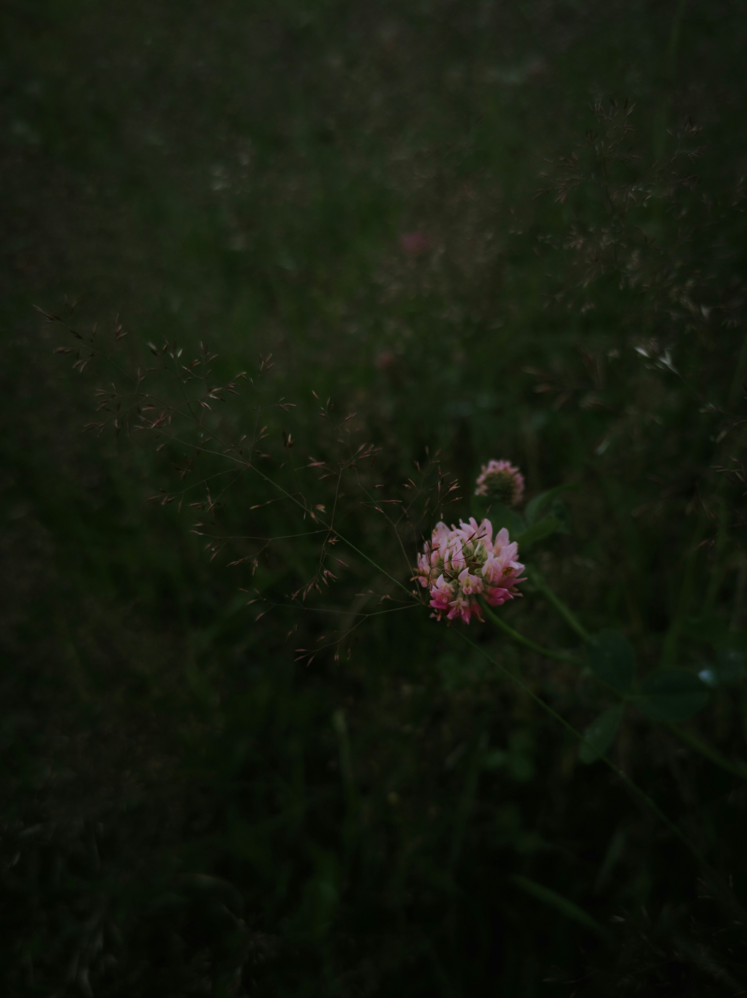 A Moonlit Pink Bloom in a Sea of Quiet Green