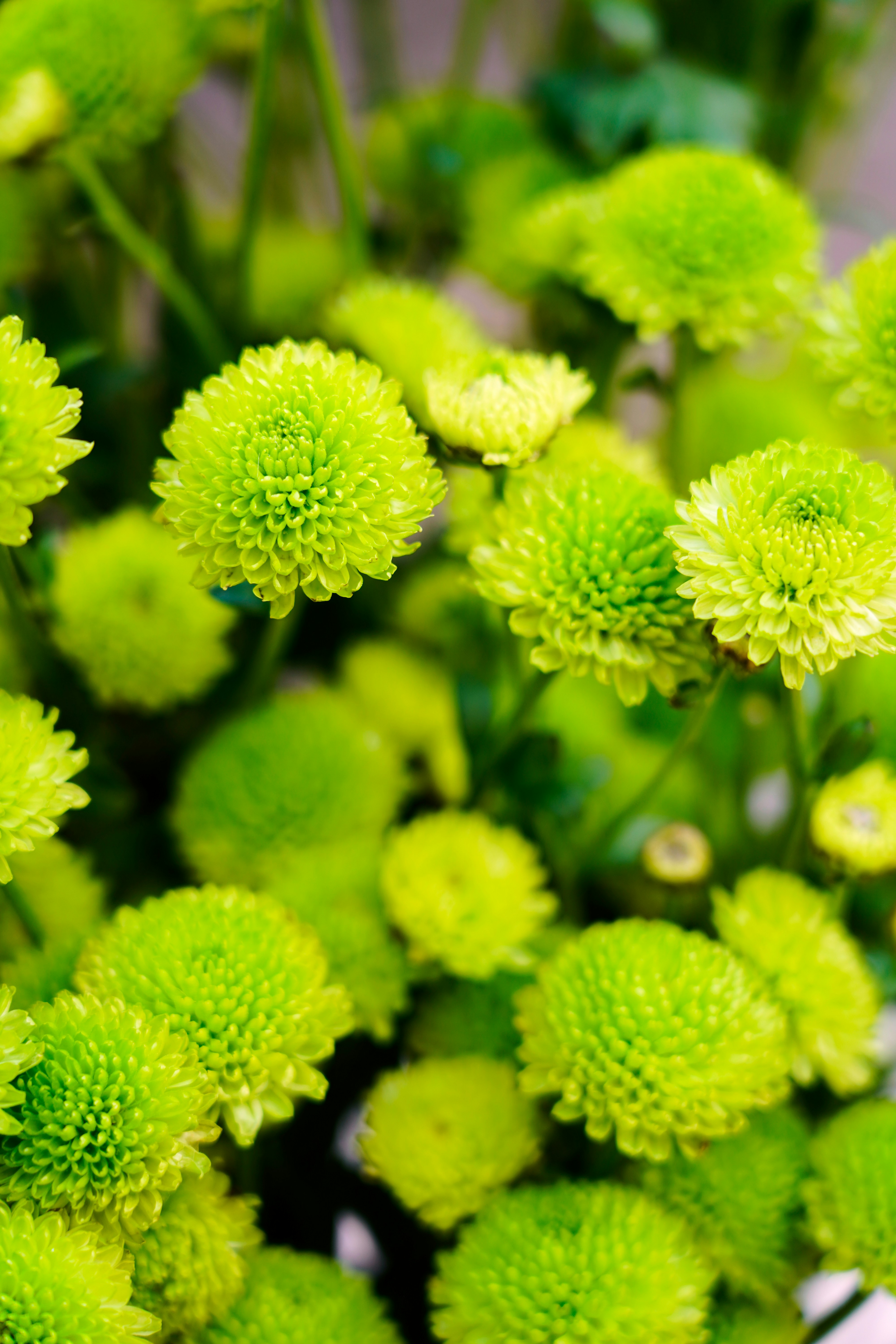 Sunlit Pom-Pom Blooms: A Close-Soak of Lime Green Pompon Chrysanthemums