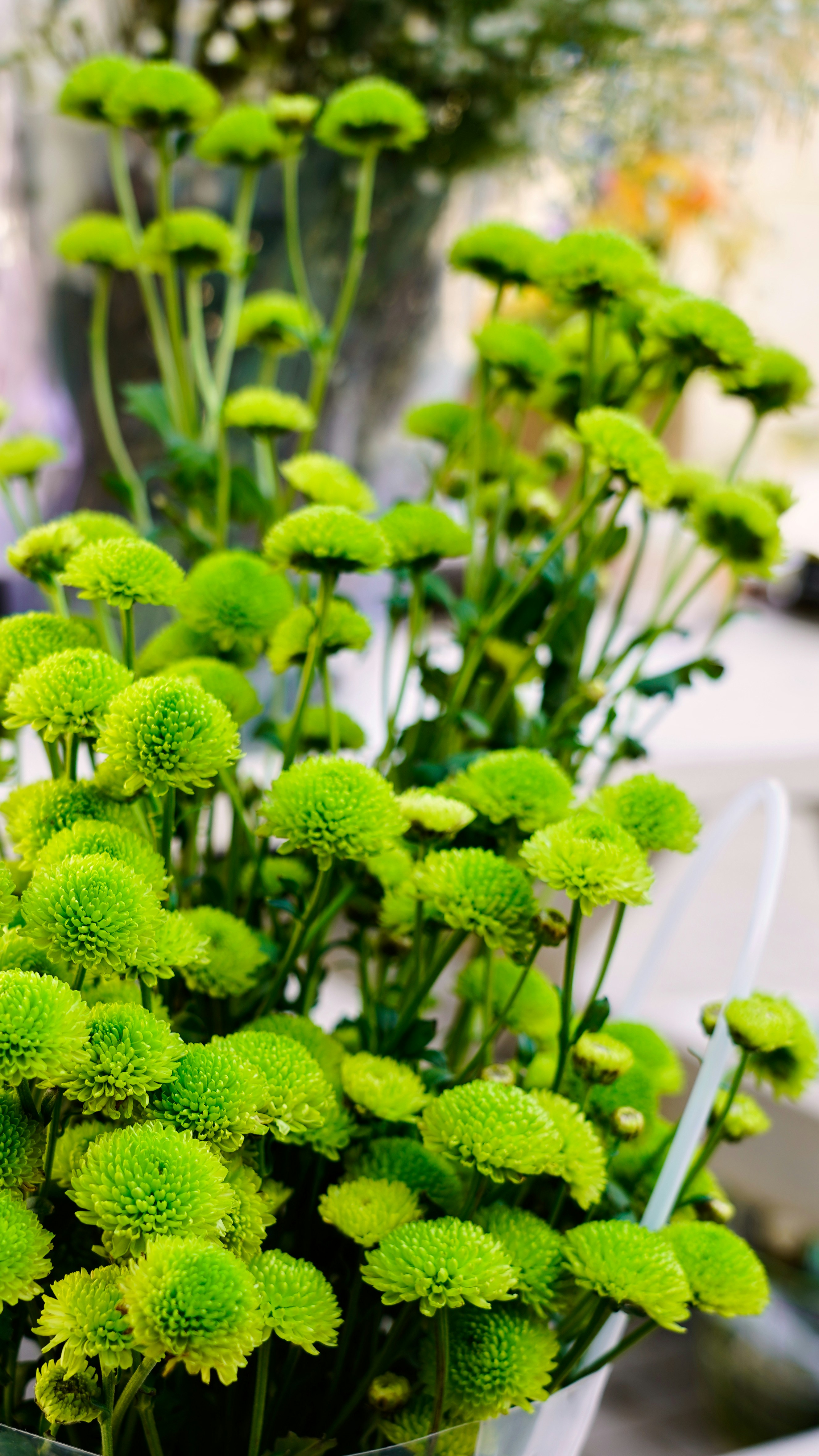 Vibrant Green Pompon Flowers Reaching Toward Morning Light