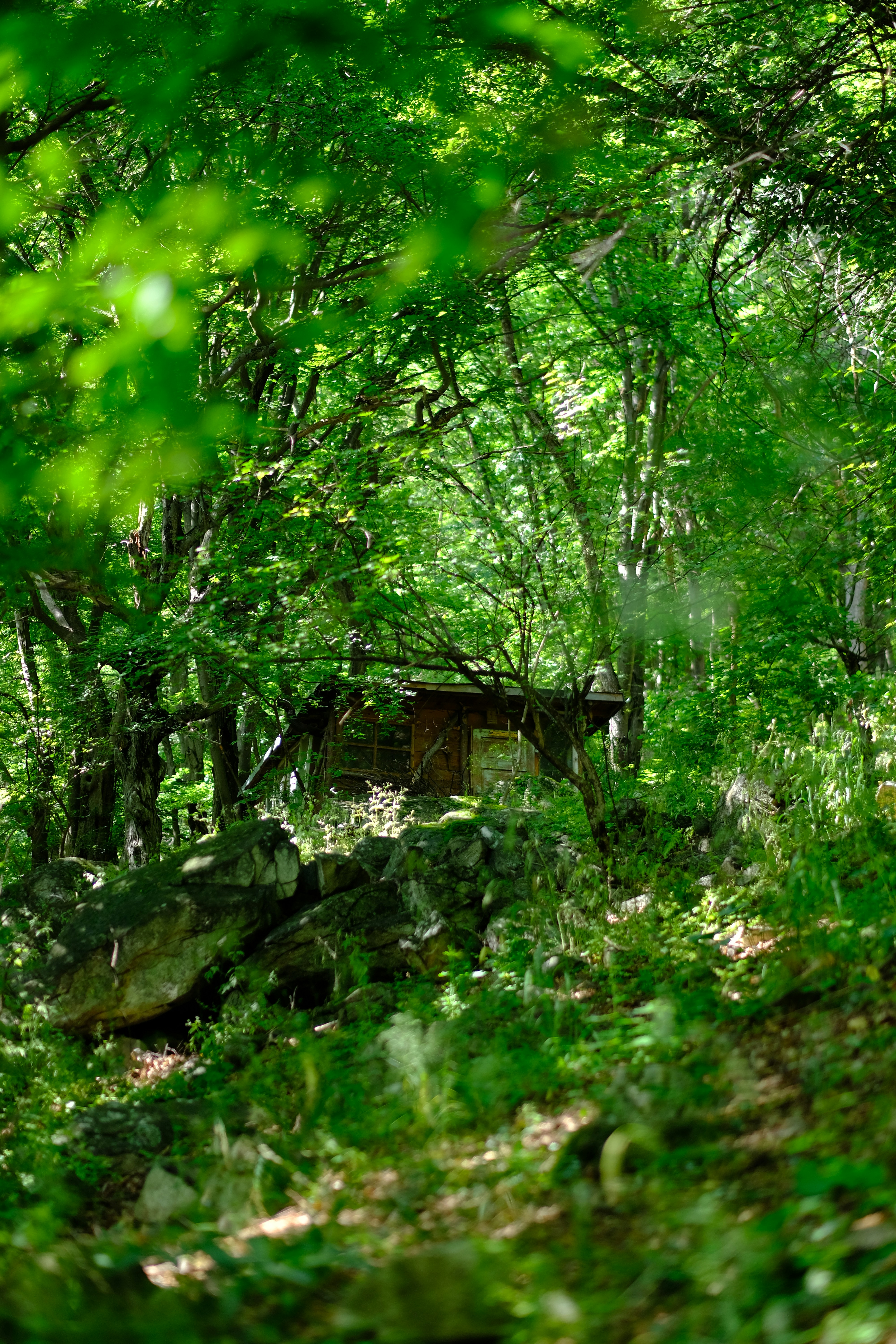 Secret Cabin Amid Green Canopy