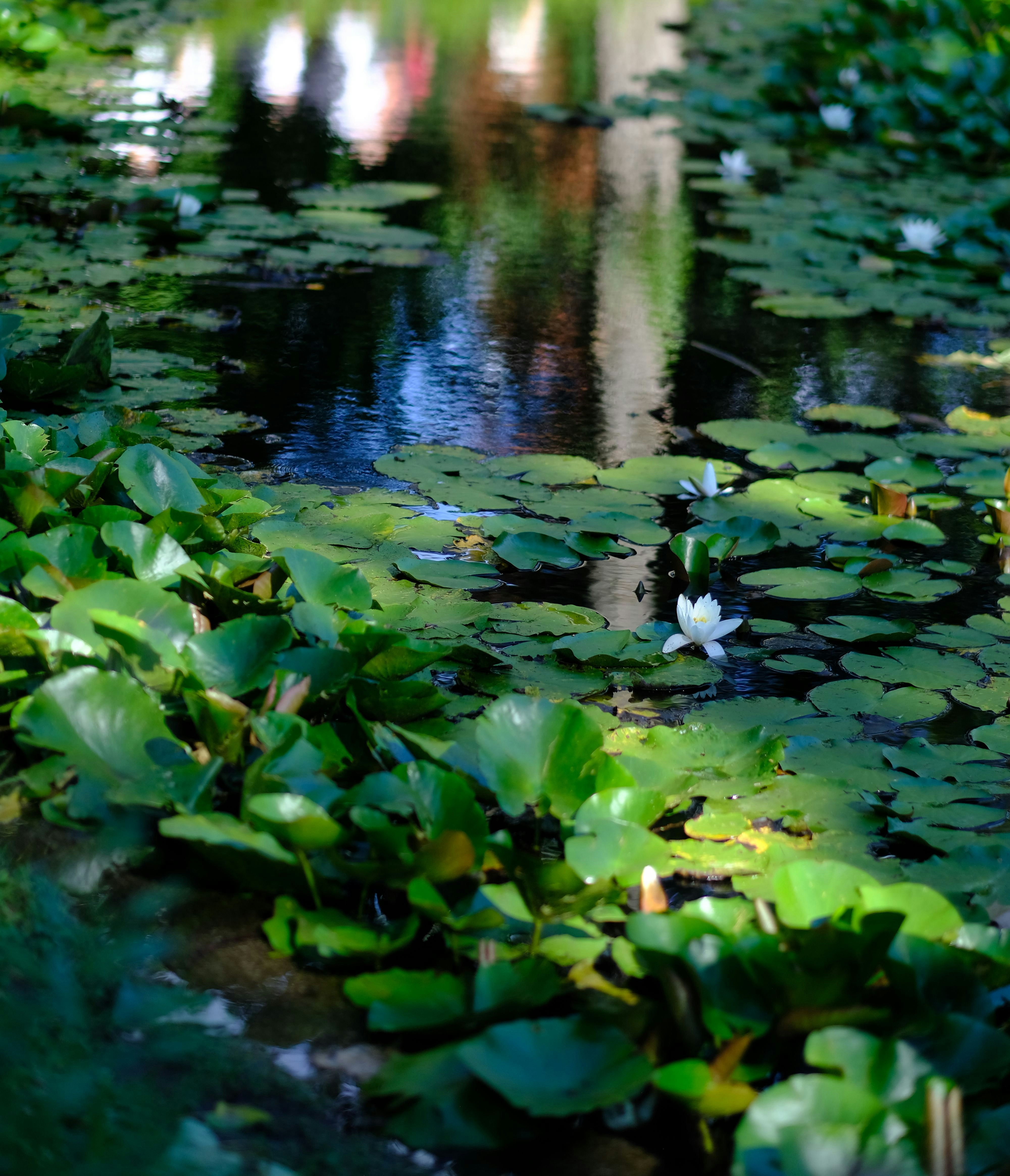 Floating White Blossoms Among Green Lilies