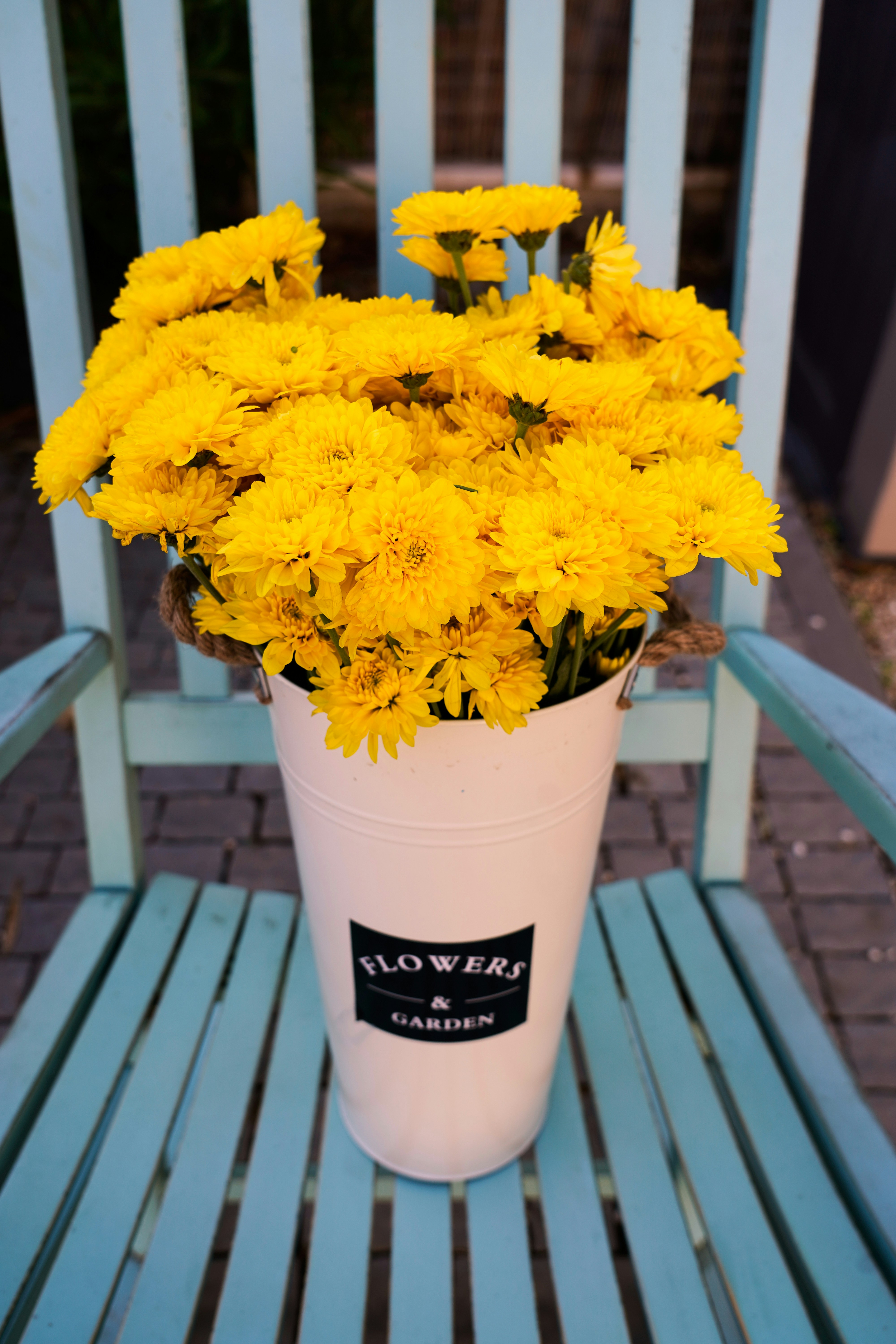 Bright Yellow Chrysanthemums in a White Bucket on a Painted Bench