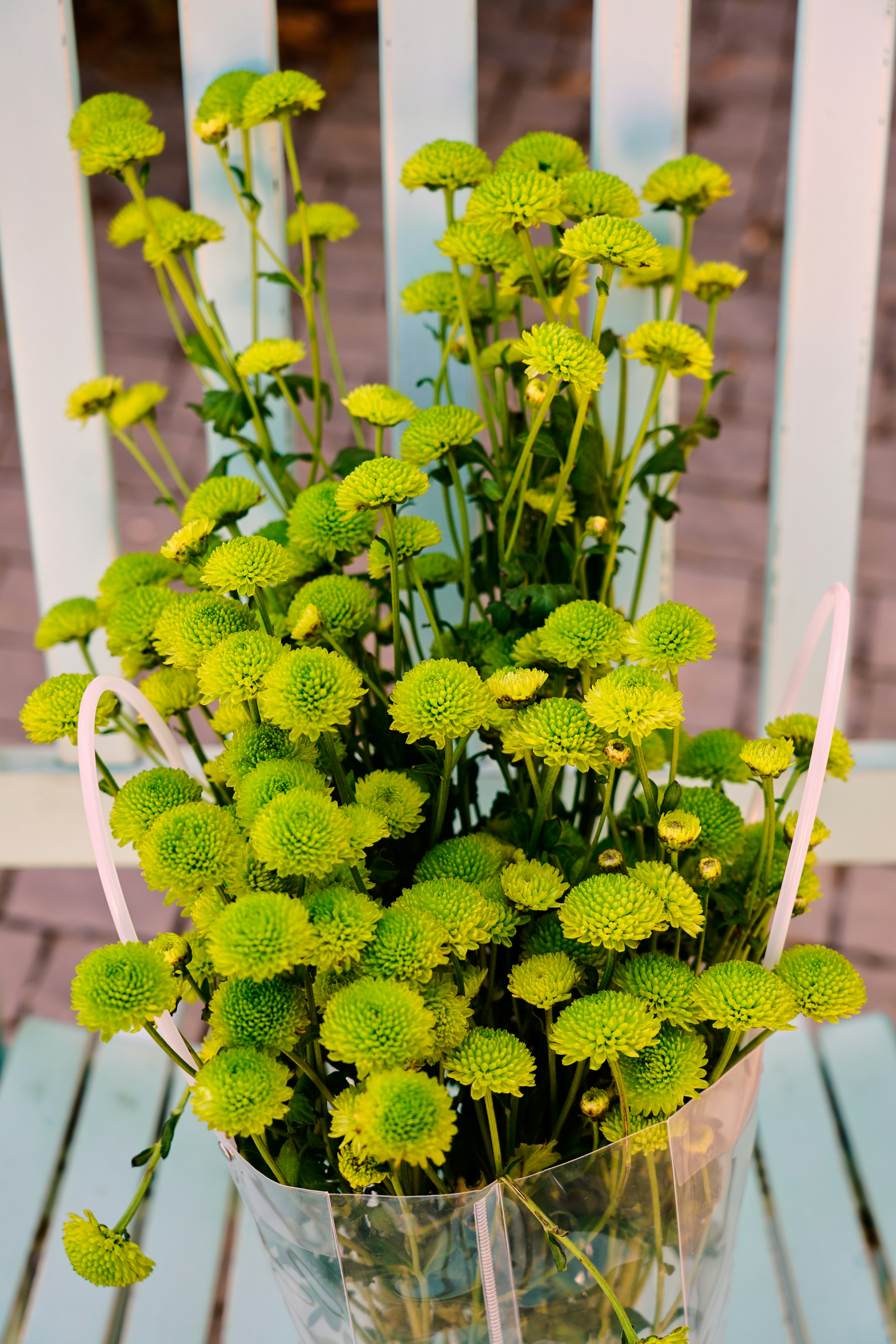 Sunlit Bouquet in a Transparent Bag on a Pale Bench