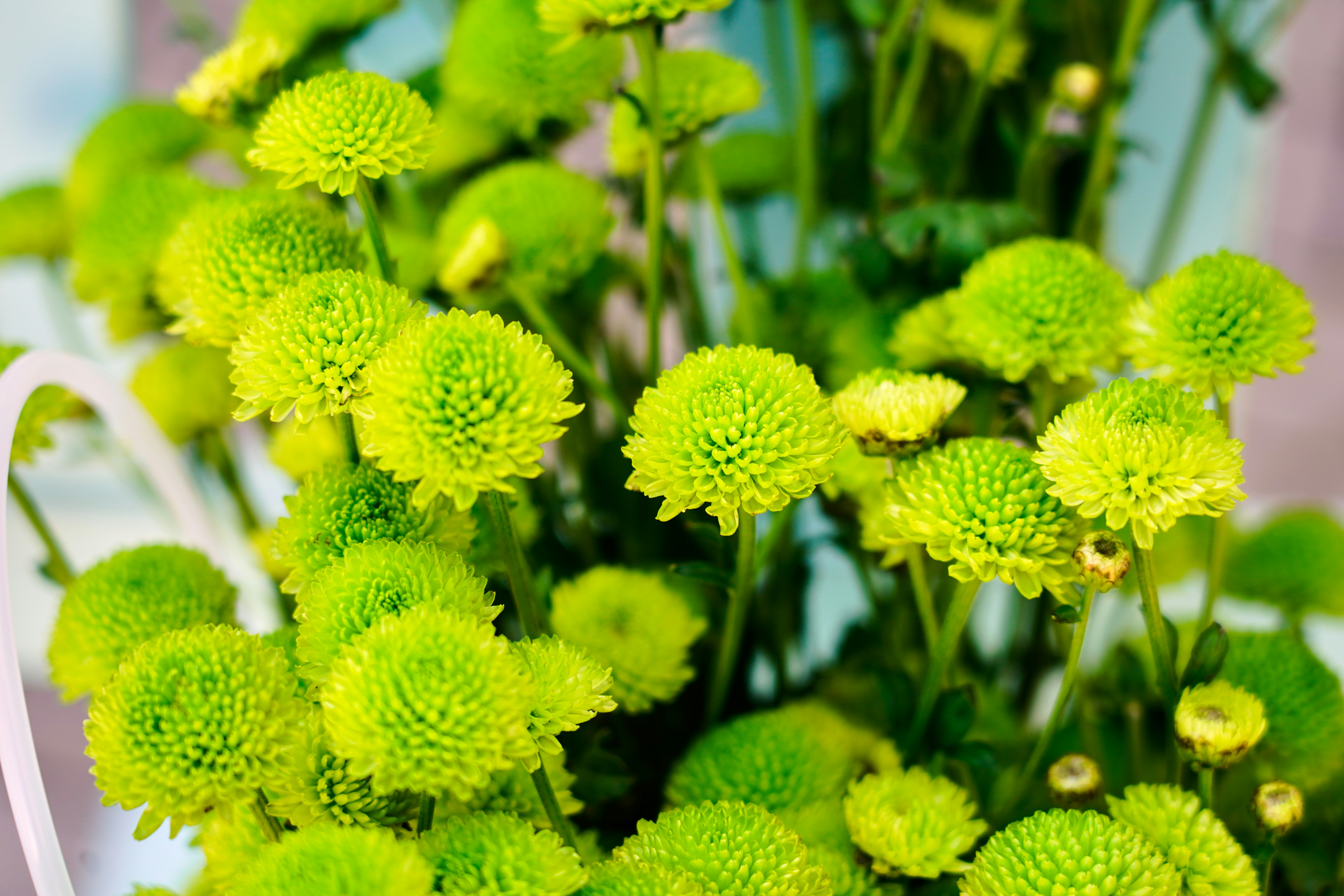 Emerald Pompon Bloom: a sea of lime centers in a garden vase