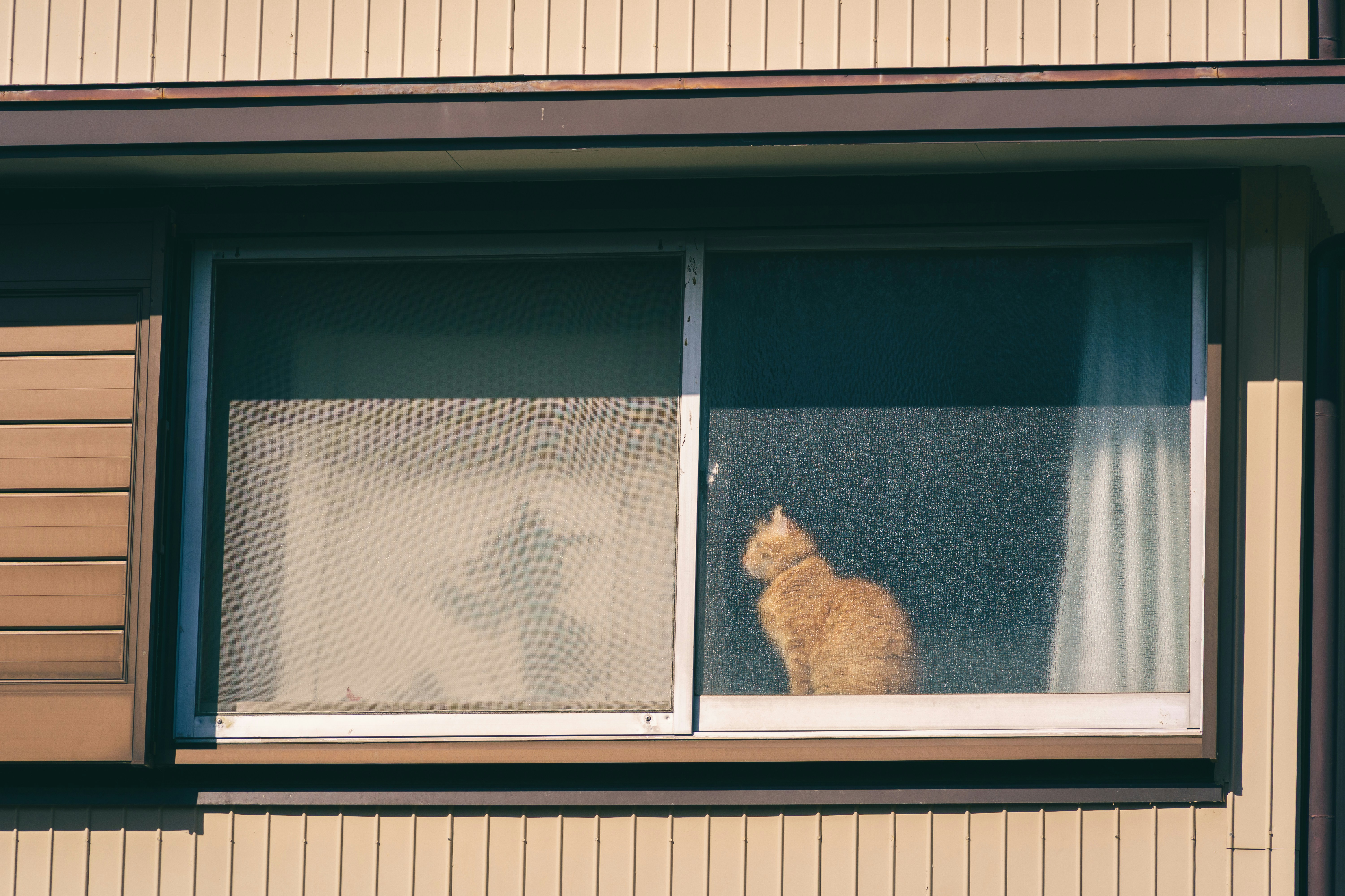 Cat Silhouette in a Quiet Apartment Window