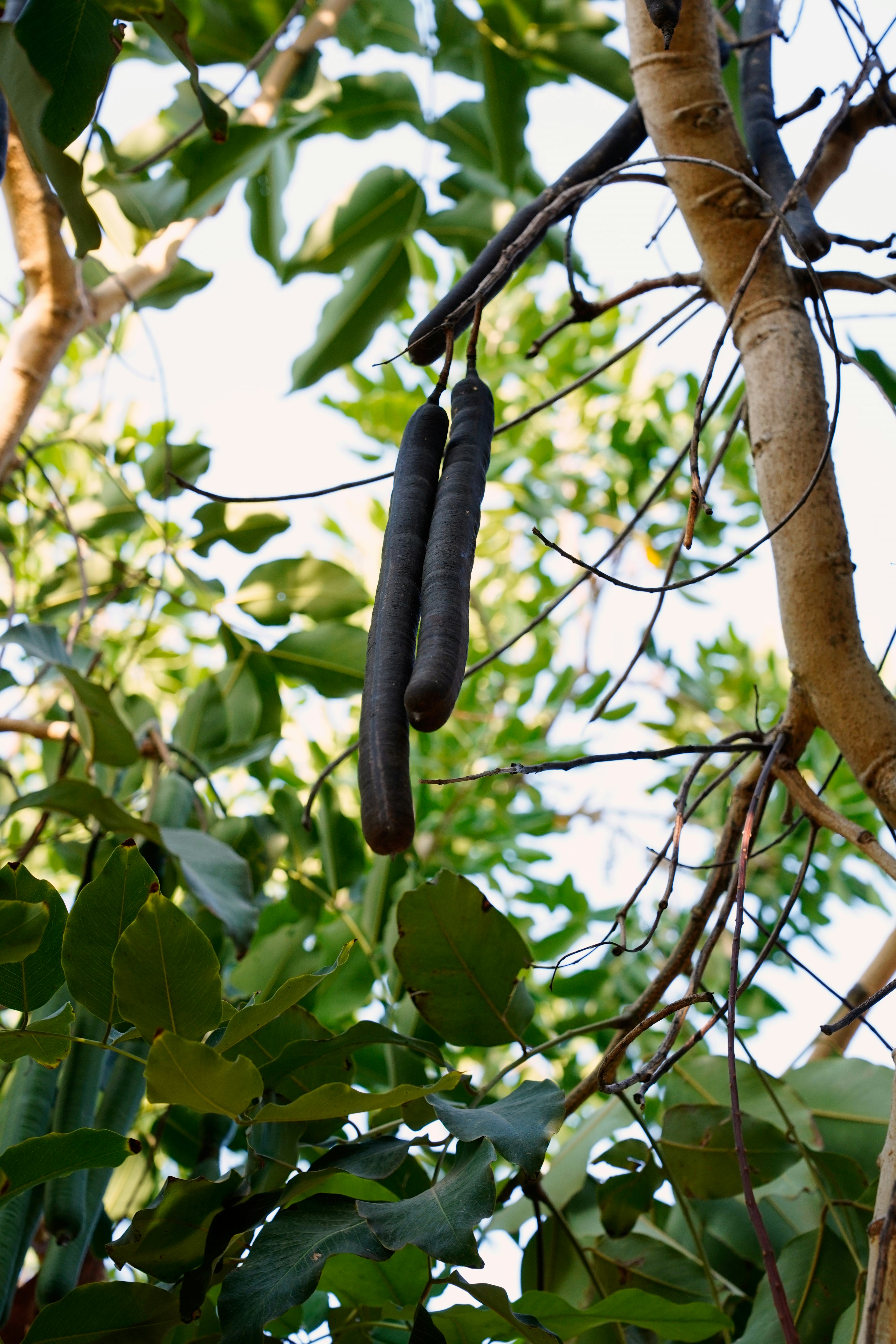 Dark pods on a sunlit green canopy