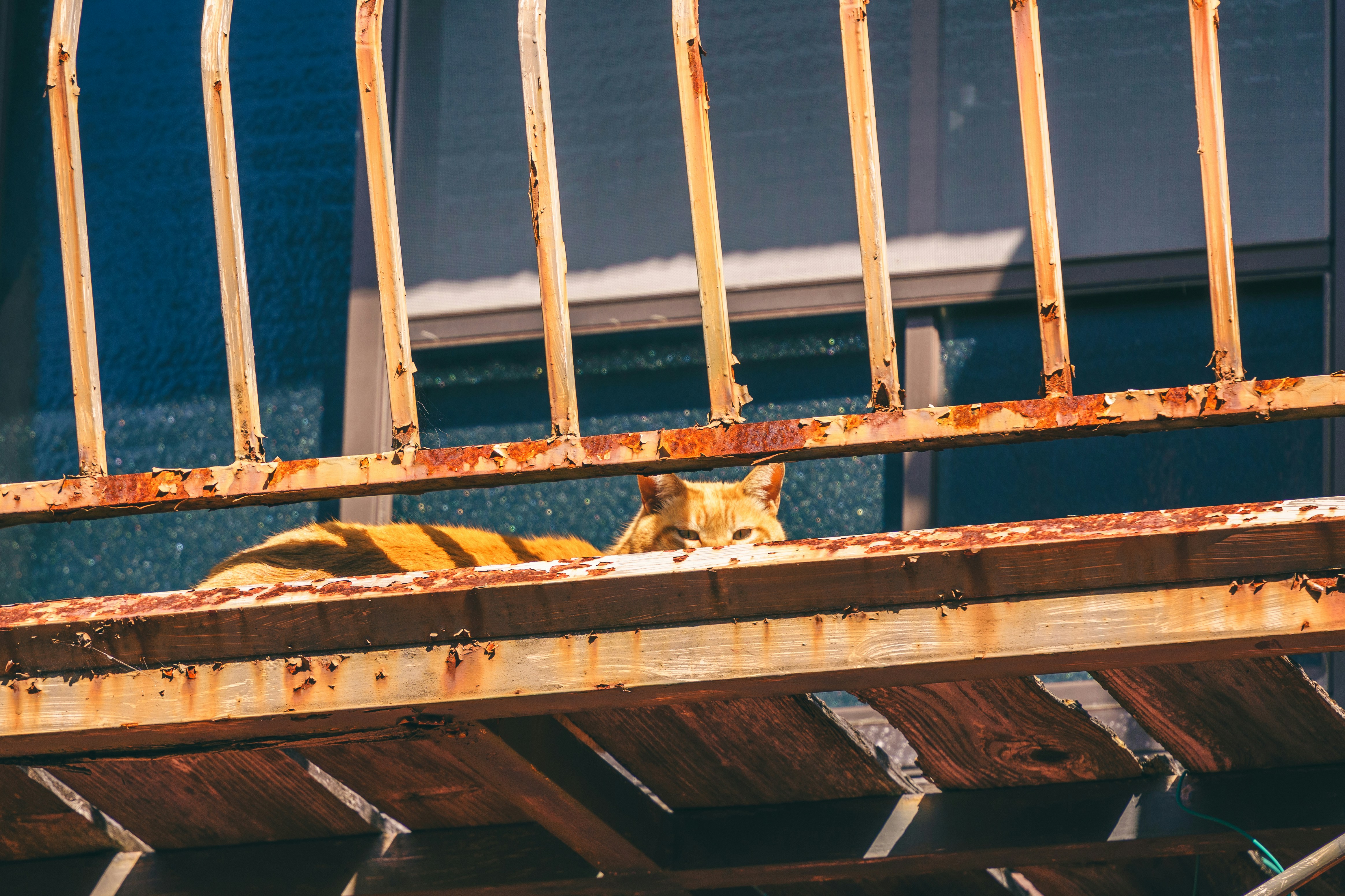 Rust and Quiet: A Cat Resting Beneath a Weathered Balcony Rail