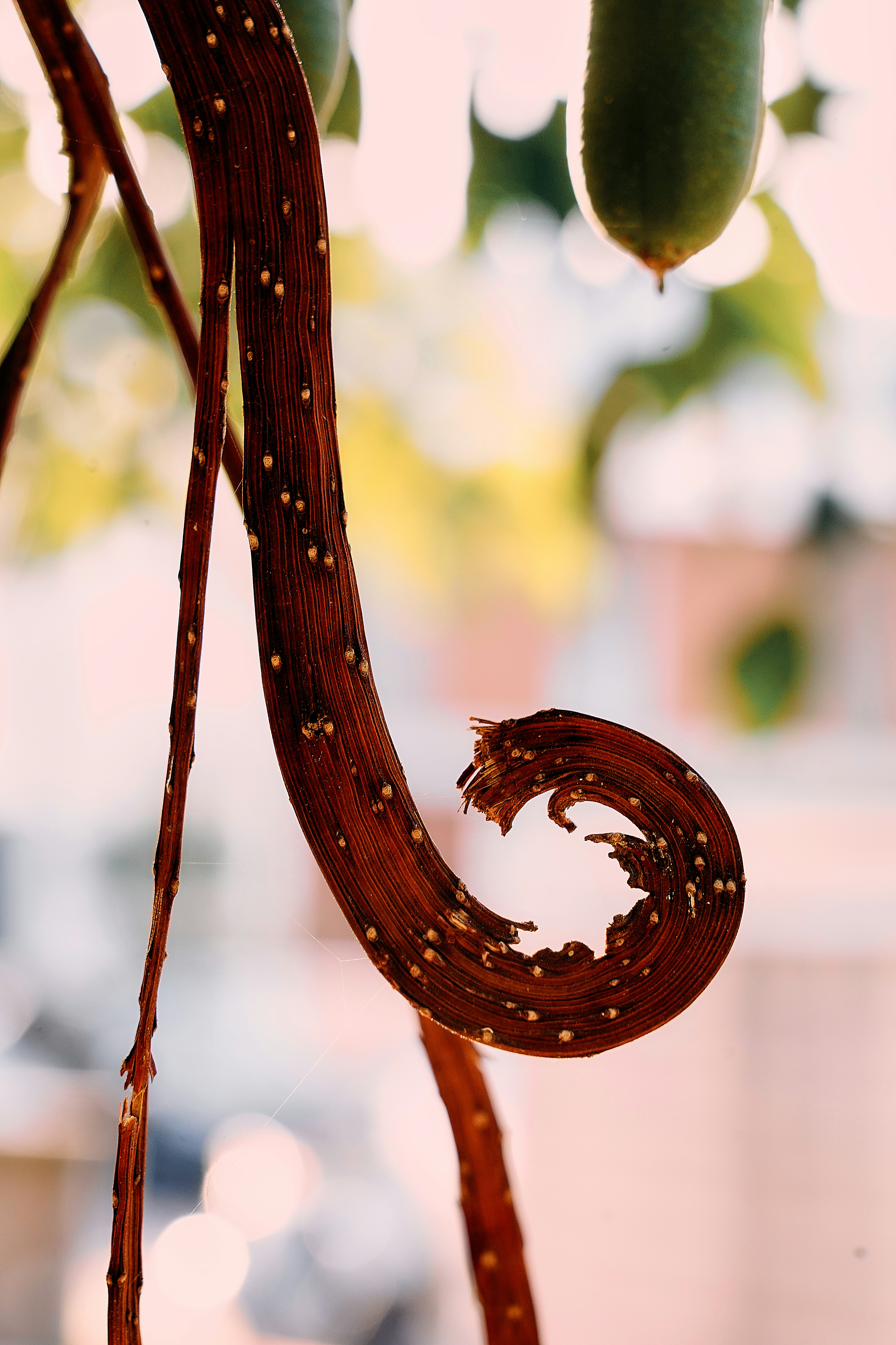 Curled Vine Symbol: A Spiral of Brown Tendrils with Dotted Texture