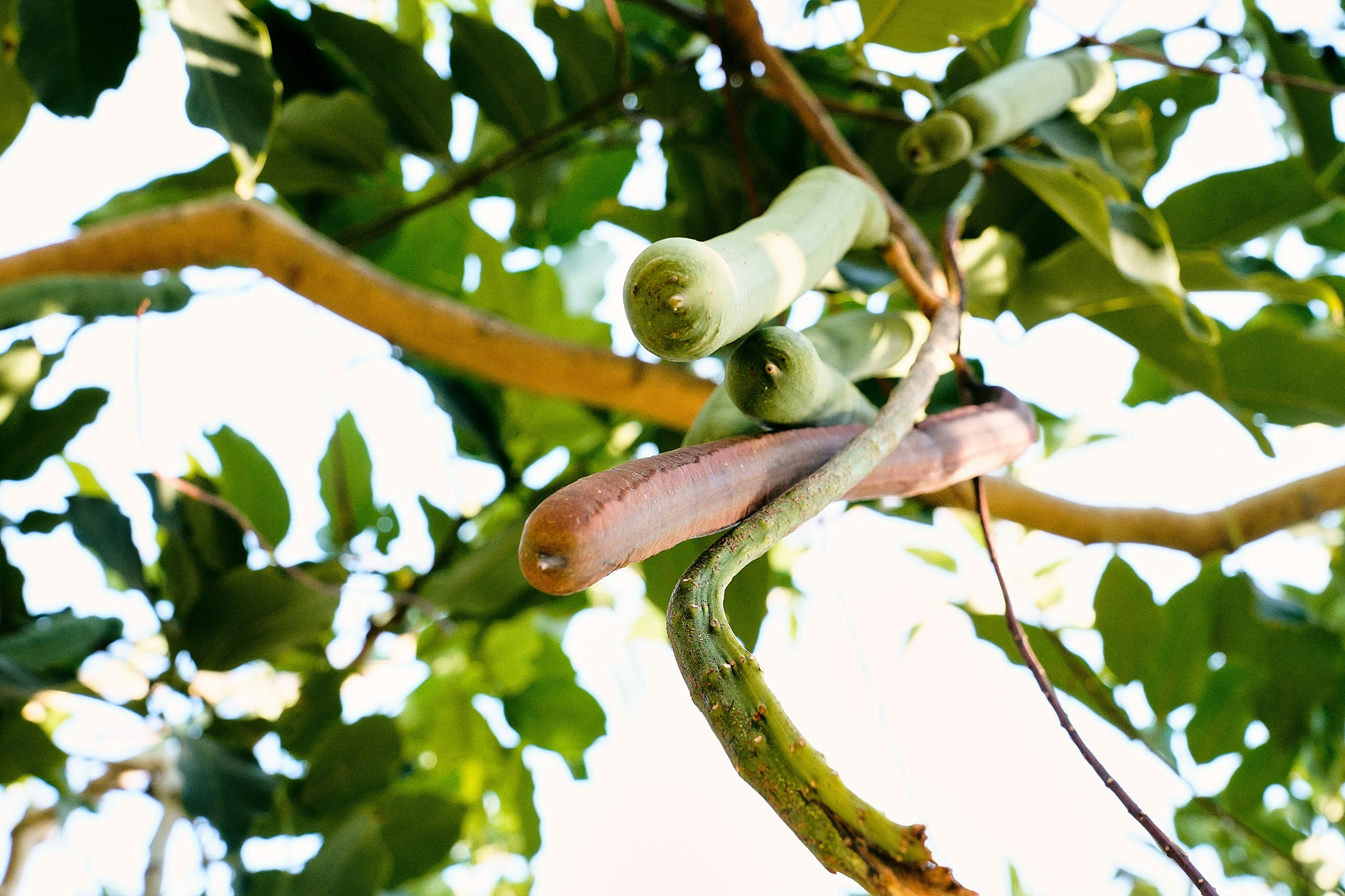 Curving fruiting limb in bright orchard light