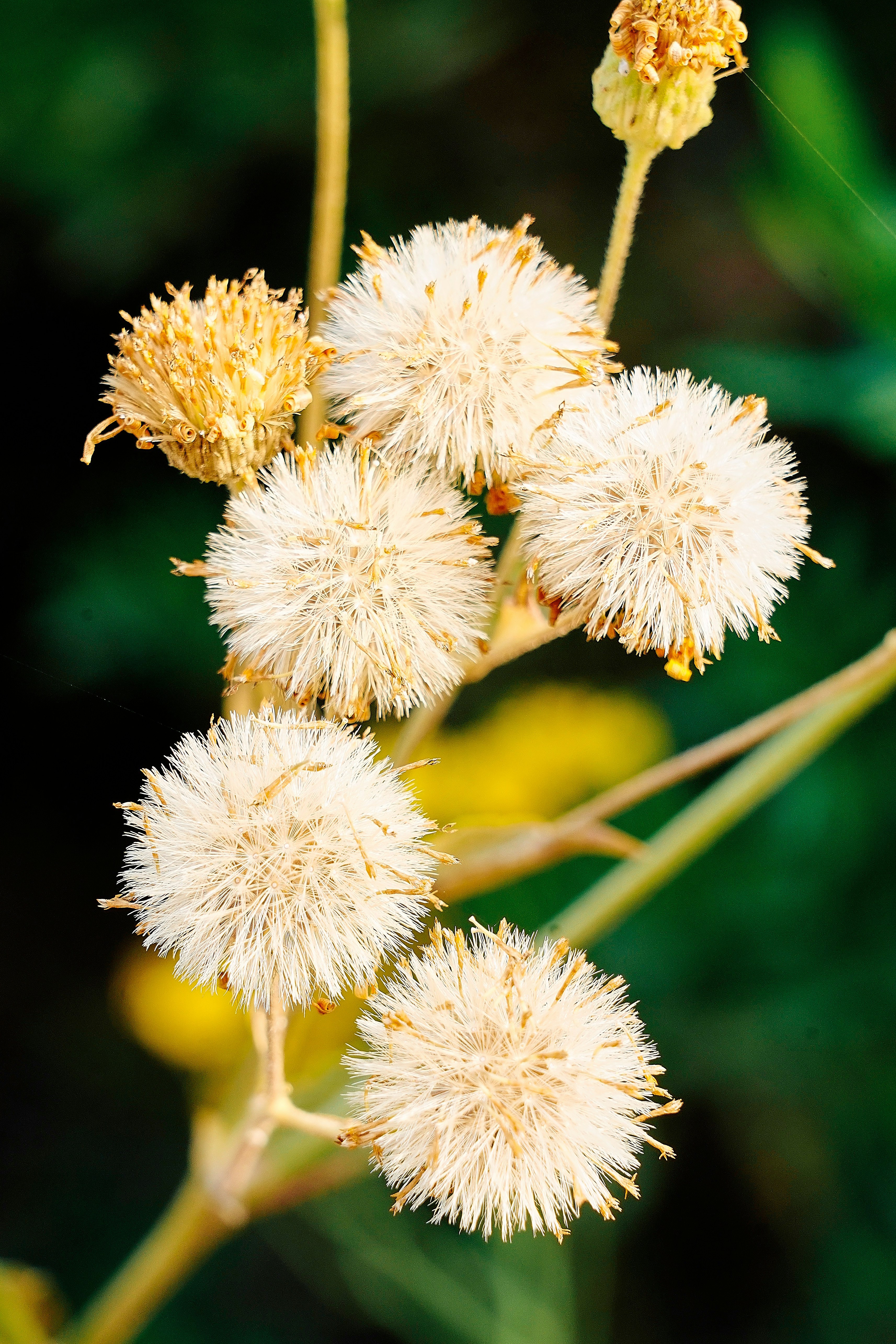 Powdery Orbs on a Sunlit Stem
