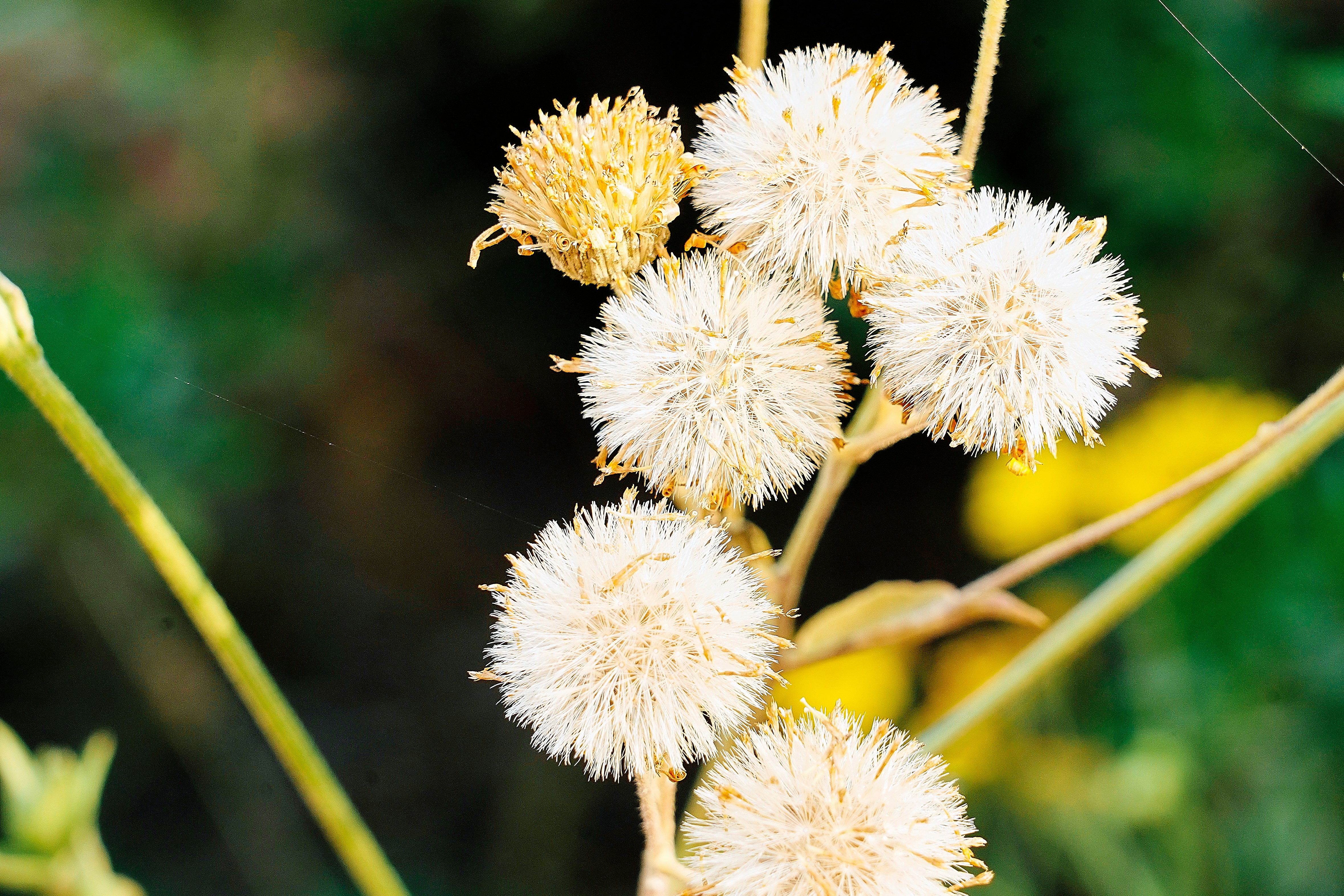 Fluffy Seed Heads in Soft Focus Orange-White Against Green Backdrop