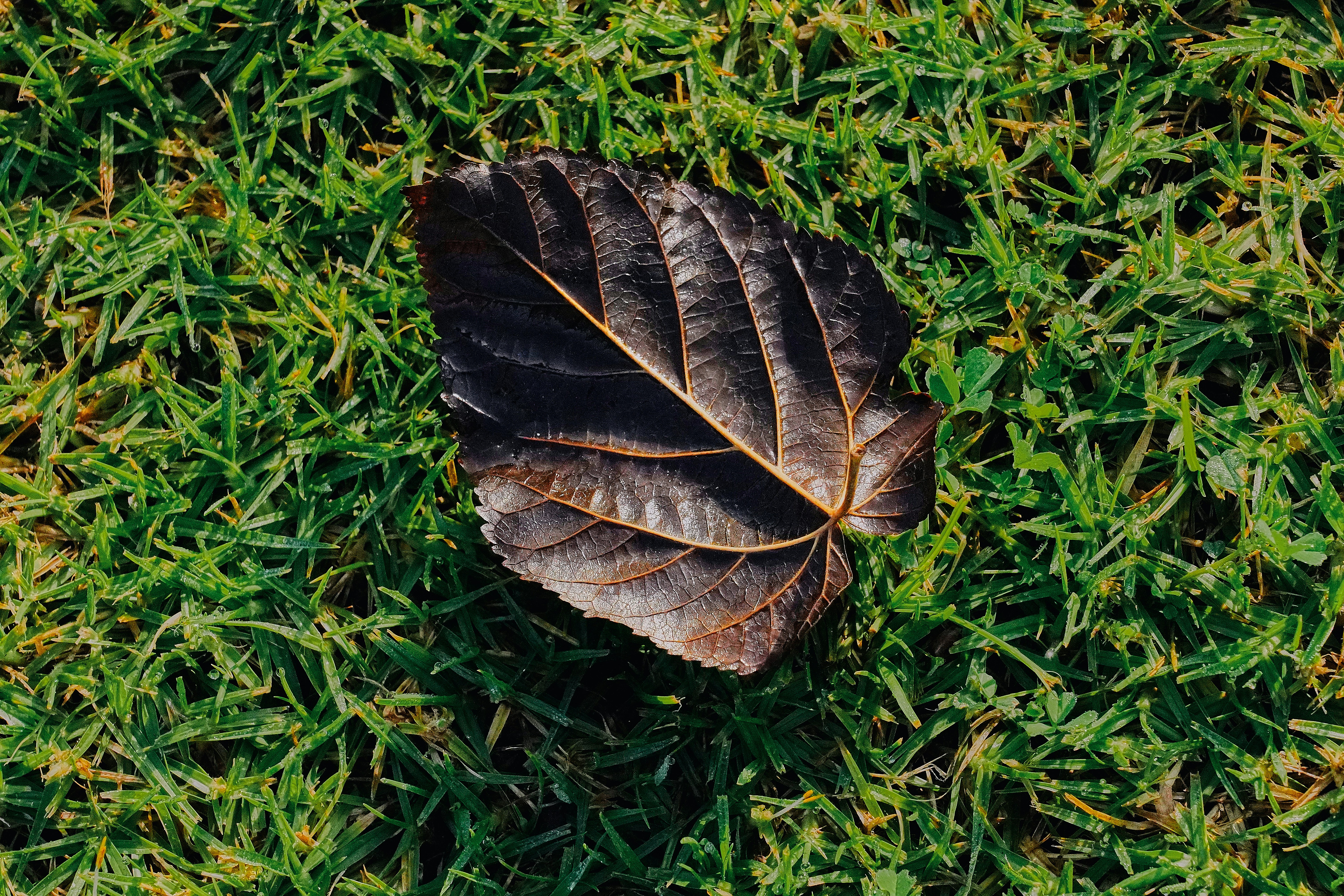Midfield Leaf in a Sea of Green Blades