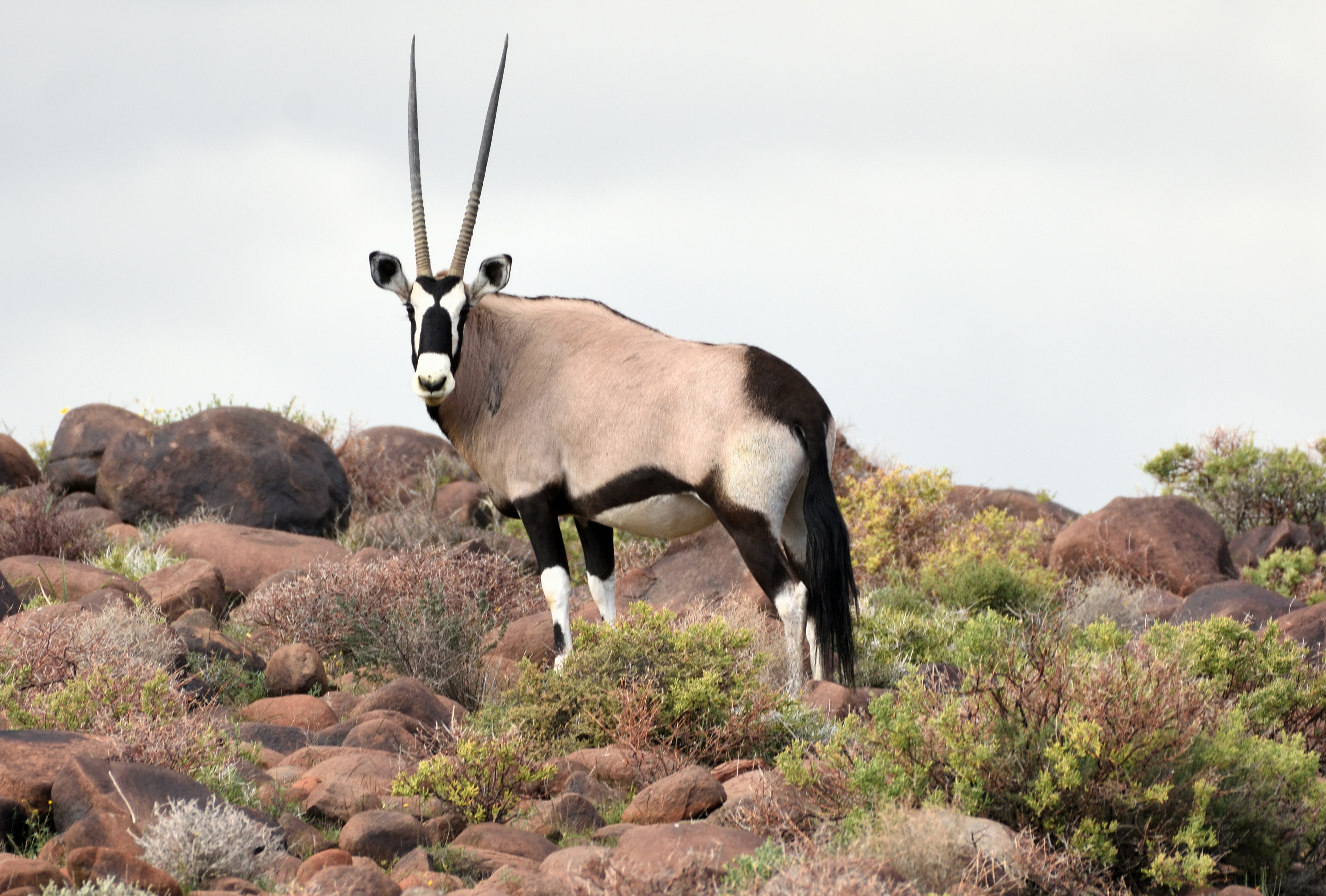 Gemsbok on a Wind-Swept Ridge