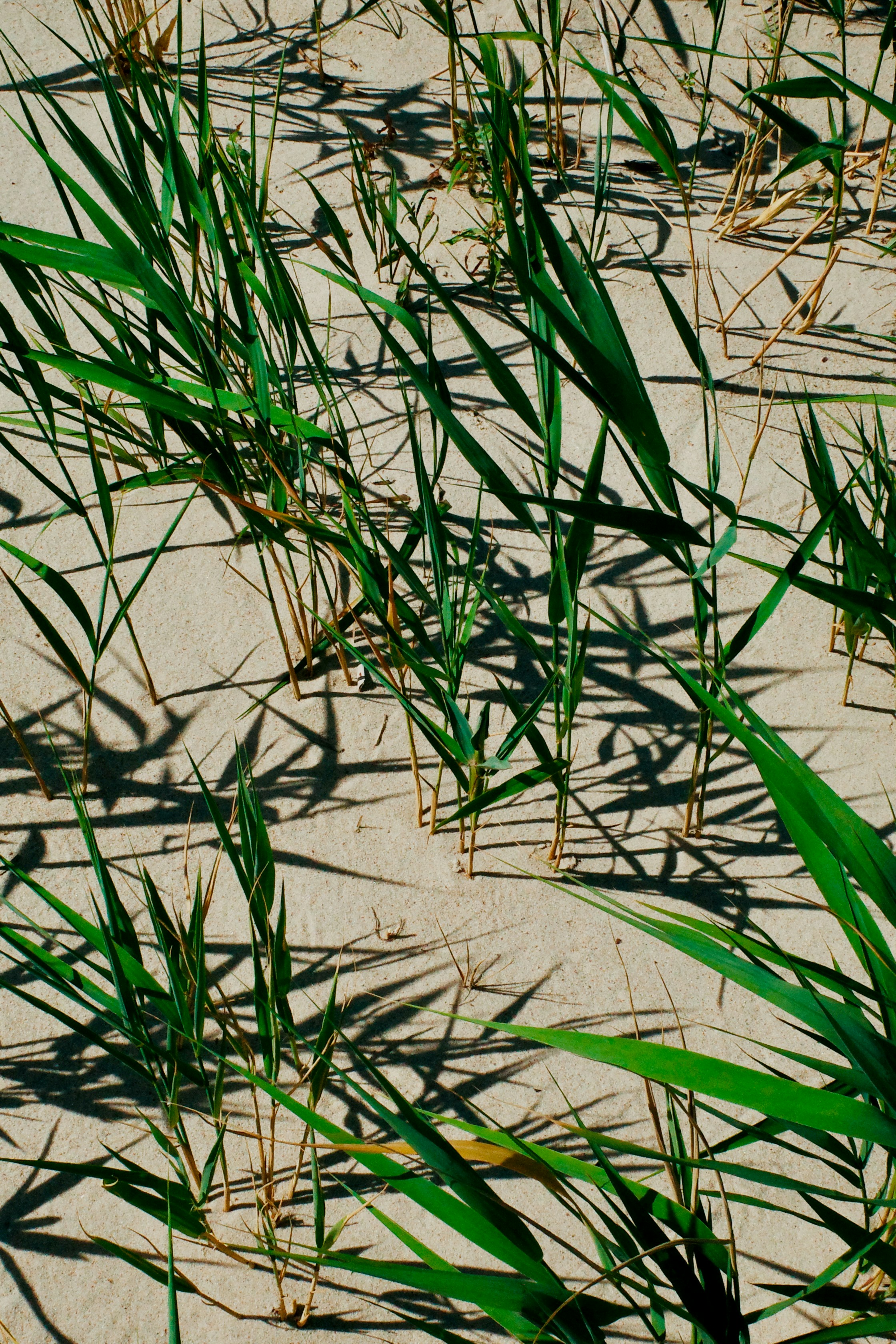 Sand and Grass Interplay: Long, Sharp Blades Crossing Lightly Dimpled Beach Sand