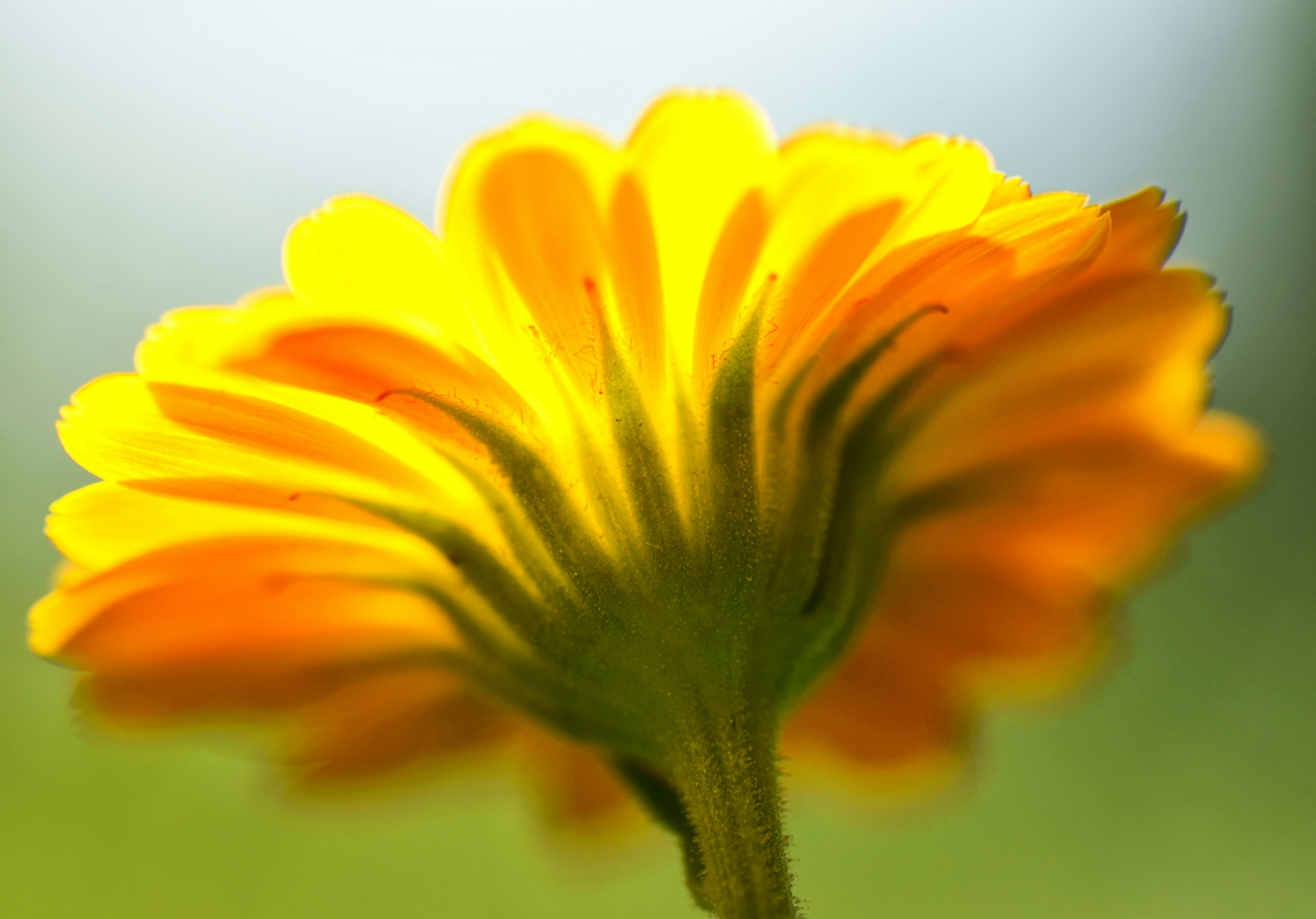 Backlit Orange Petals: A Macro Perspective from Below