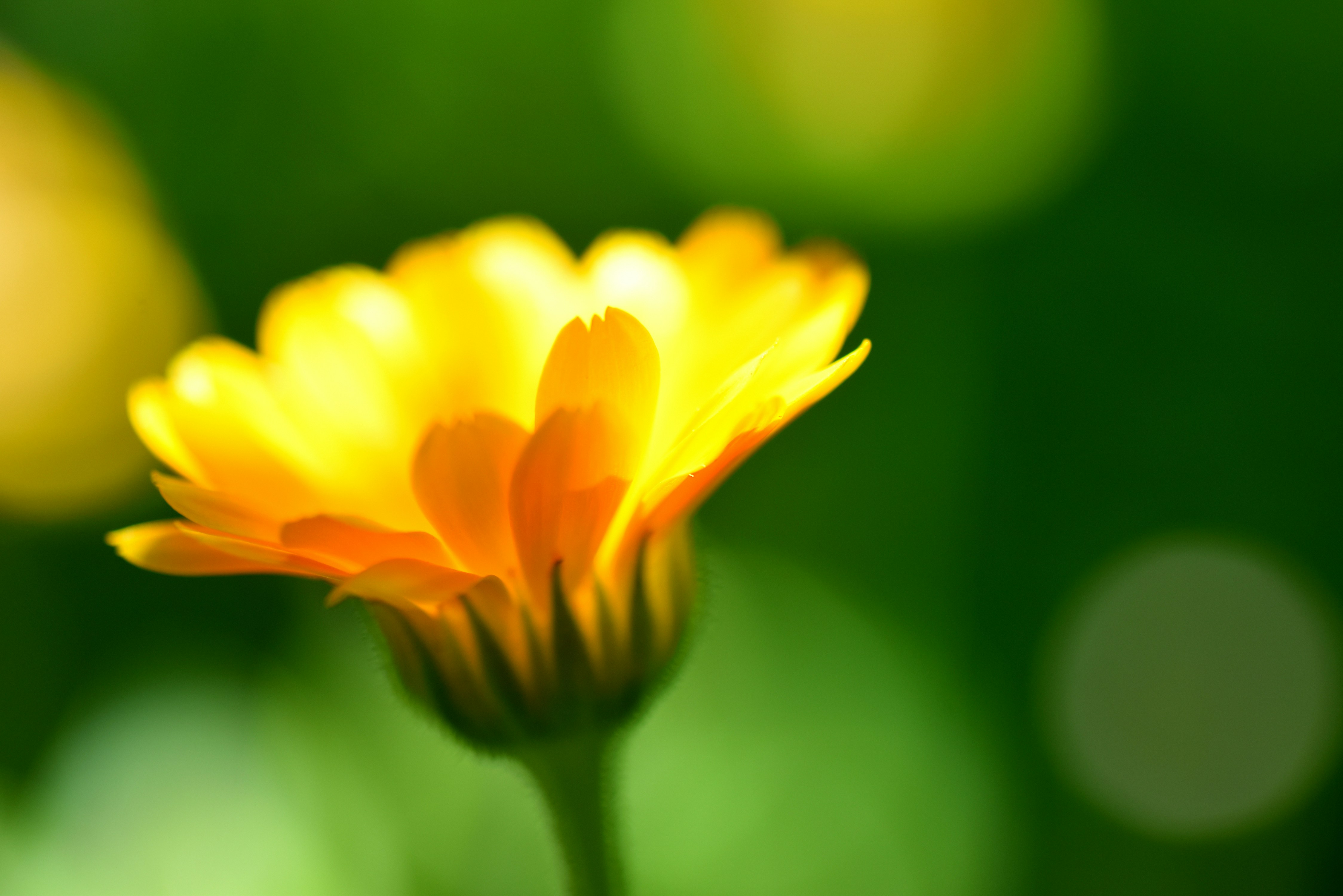 Golden Petals in Soft Focus: A Sunlit Bloom in Dreamy Bokeh