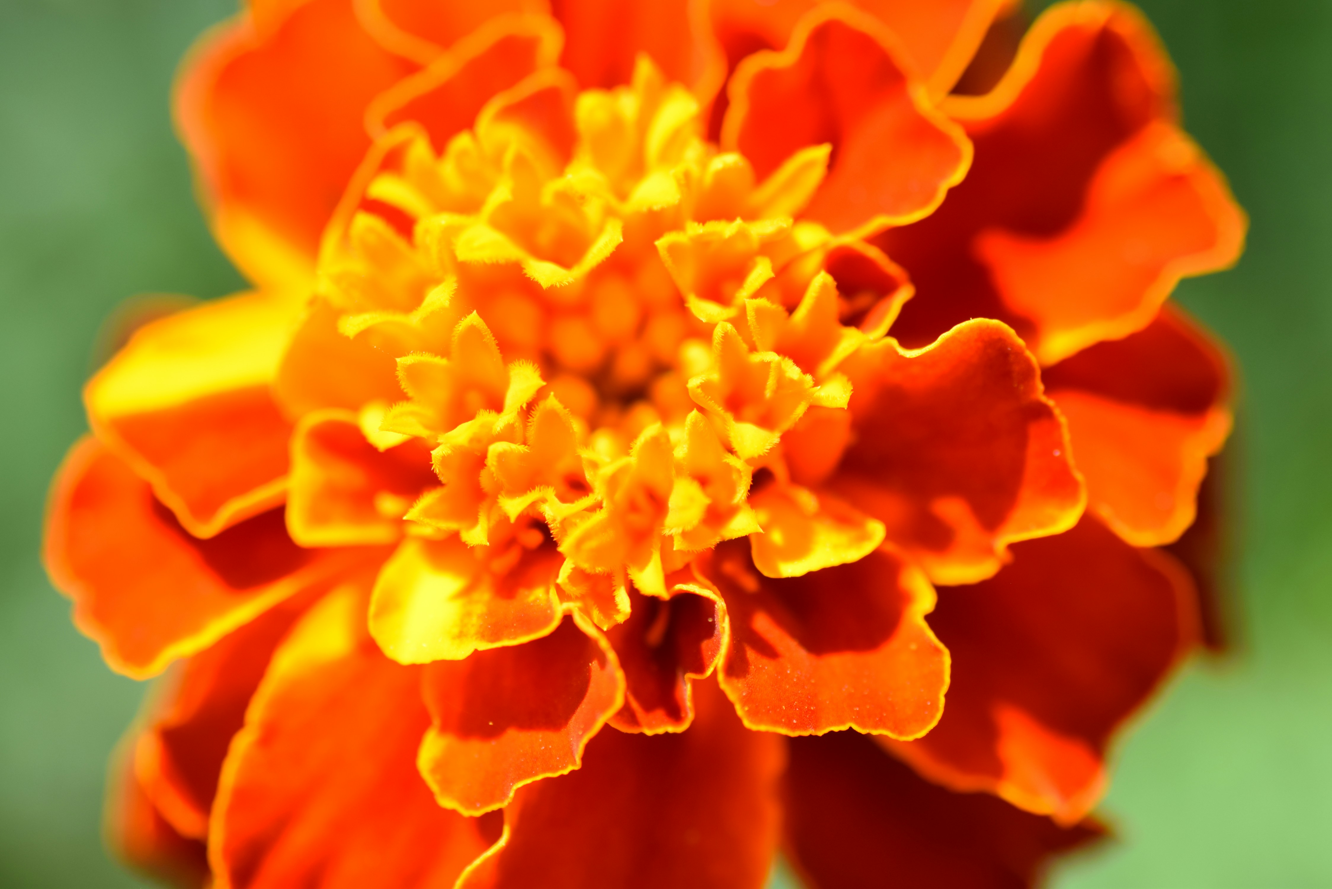 Fiery Bloom: Macro Glory of Orange Petals