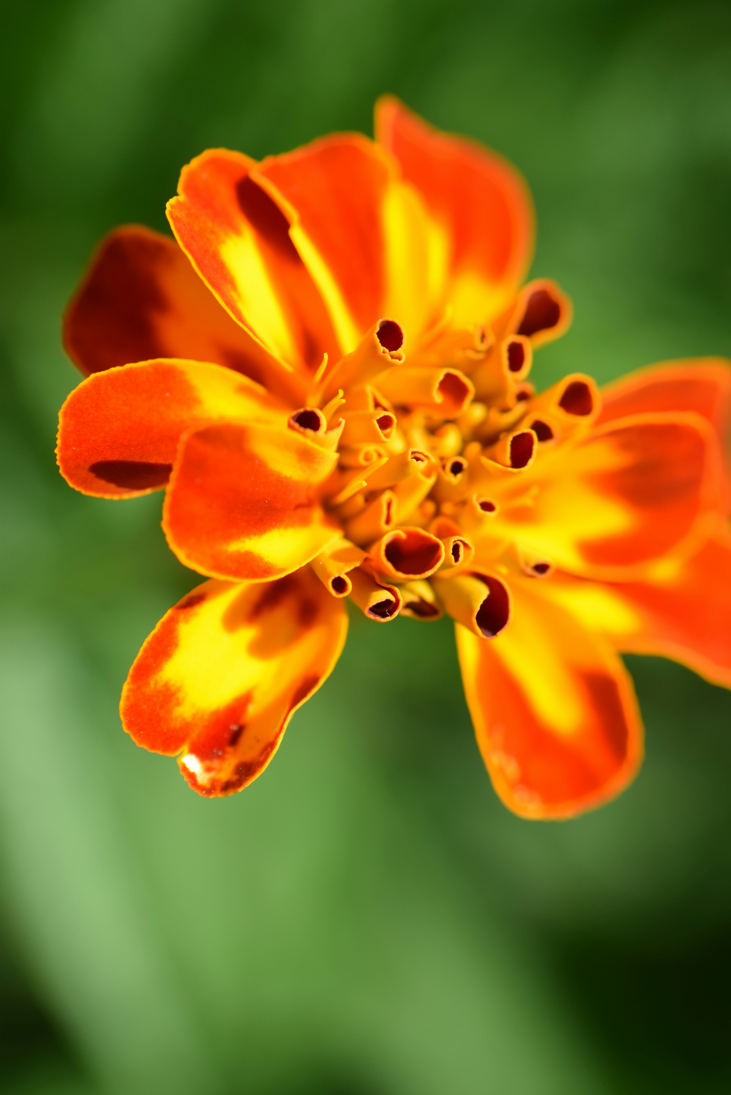 Flame Petal Bloom: A Close-Up in Vivid Orange