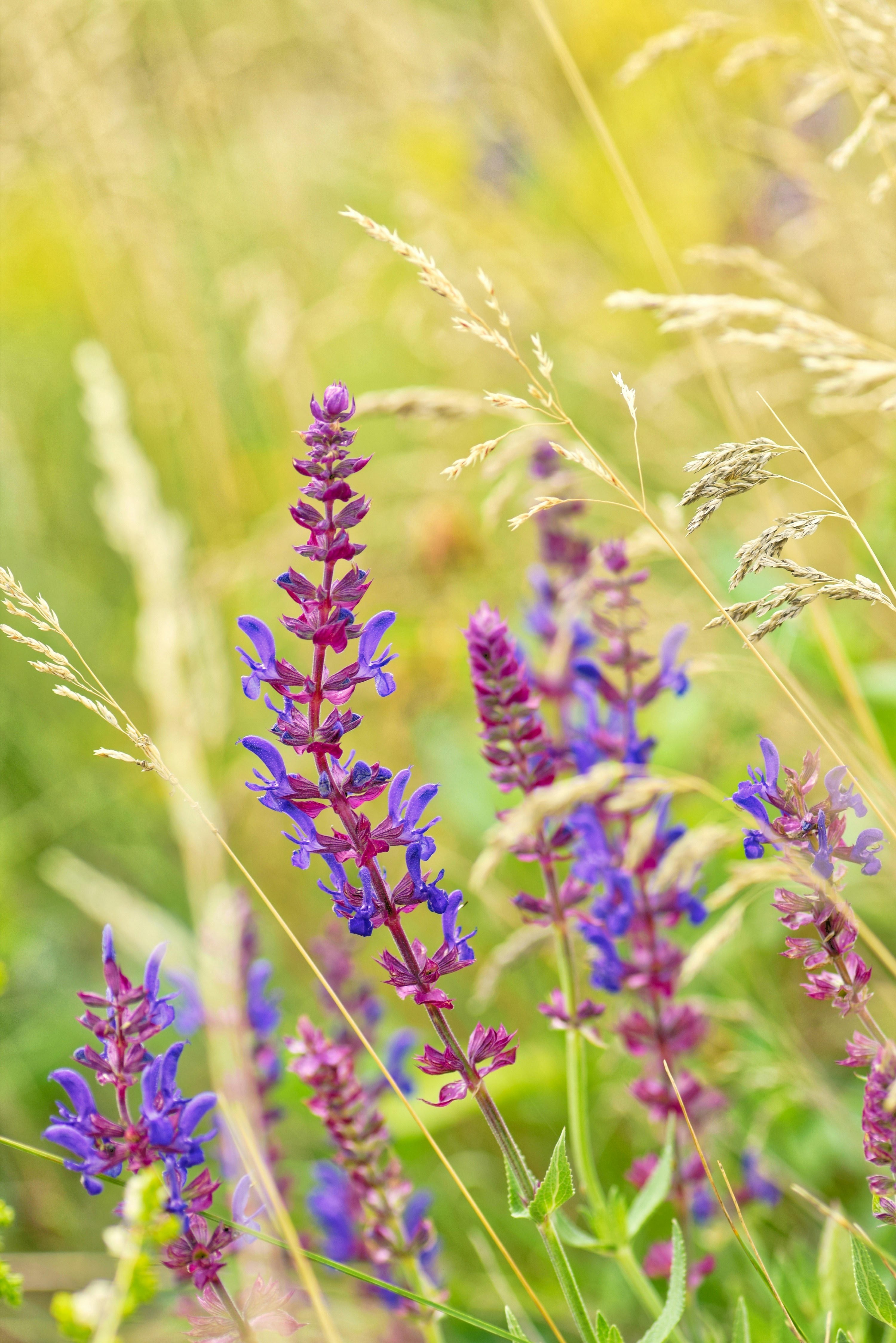Purple Spike Meadow: Lavender Blooms in a Sunlit Field
