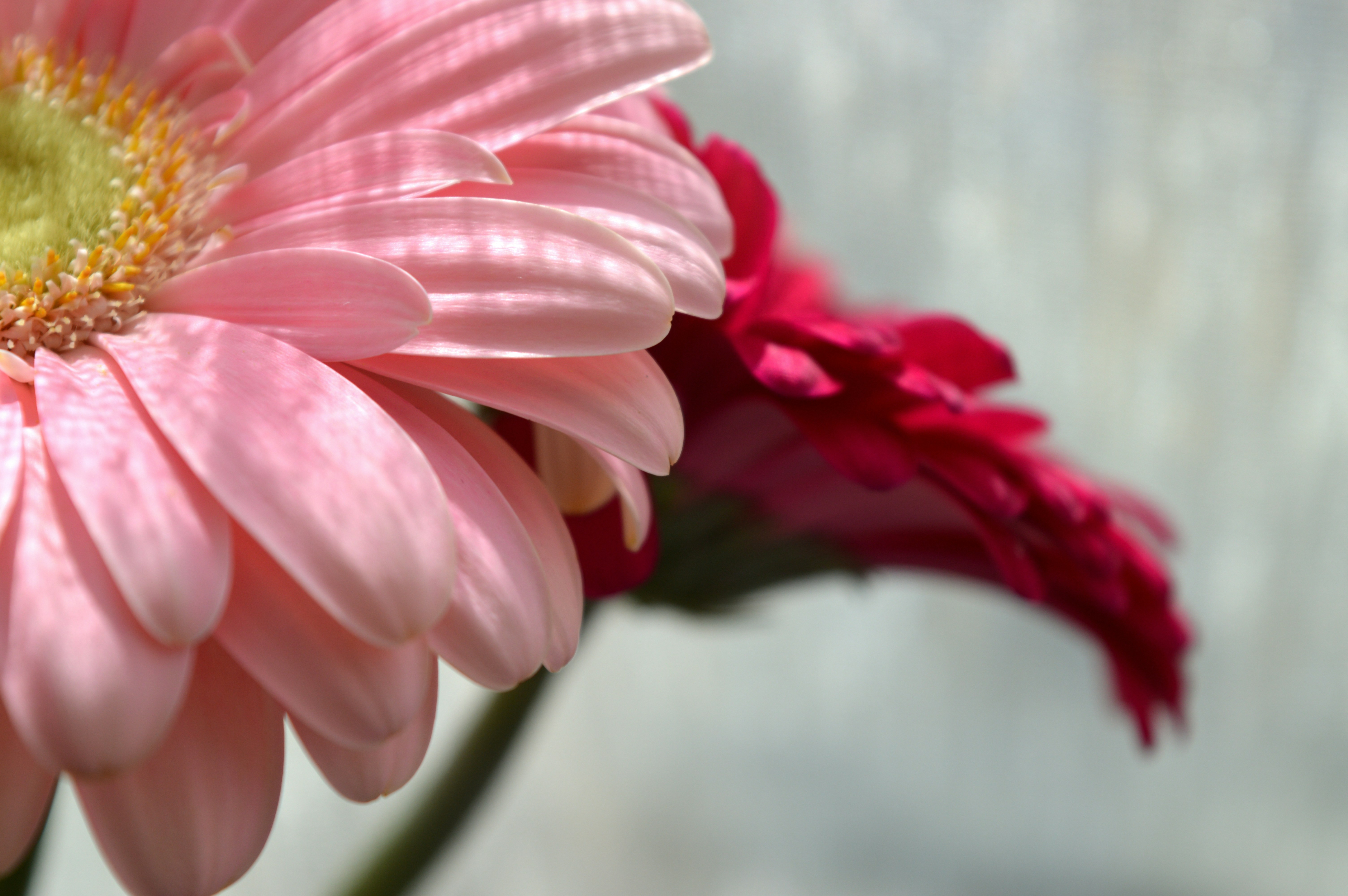 Close-up of pink gerbera petals with a blurred background, emphasizing texture and color.
