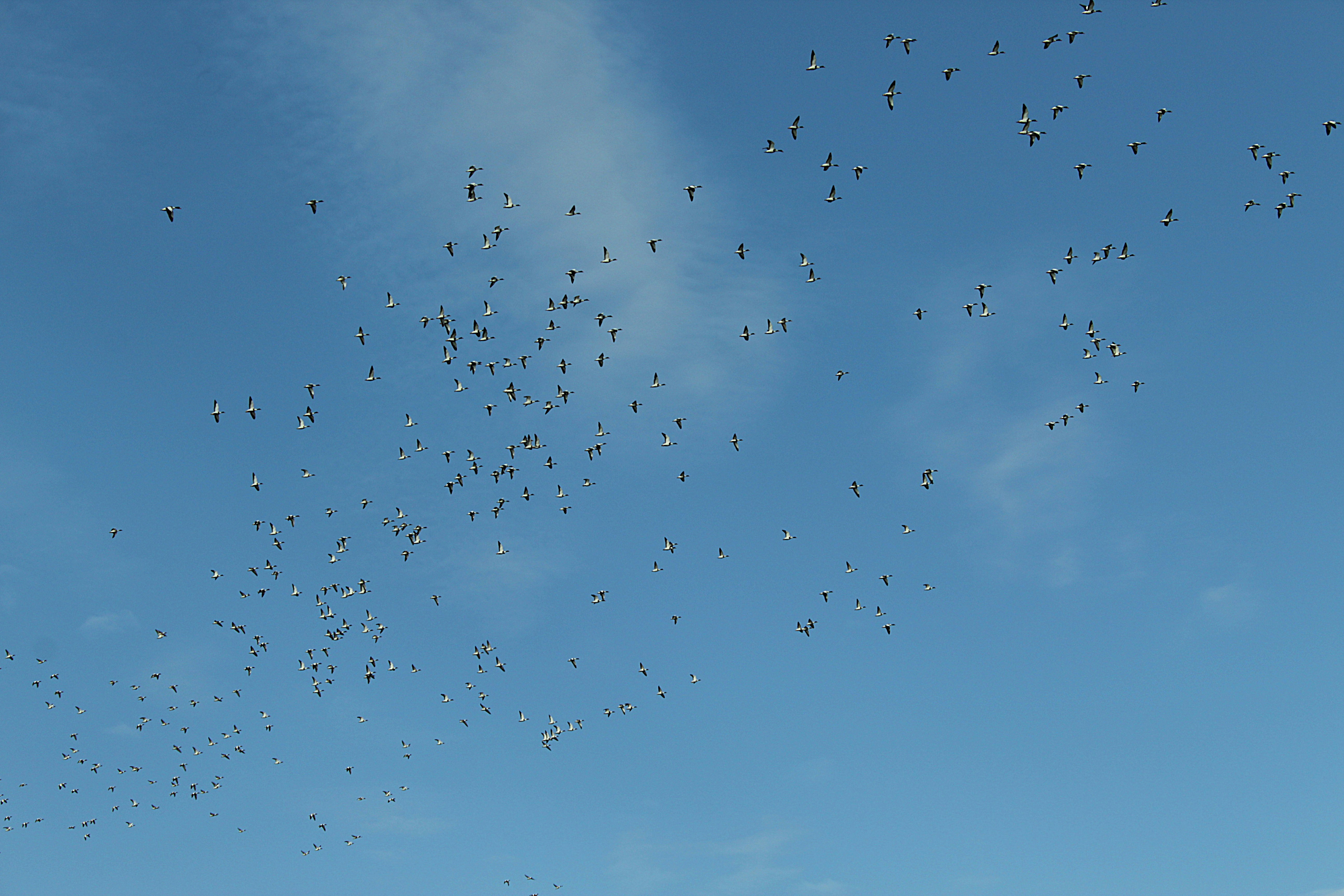 A broad flock of small birds drifts across a bright blue sky, forming loose clusters with scattered gaps. The scene emphasizes openness and air movement.