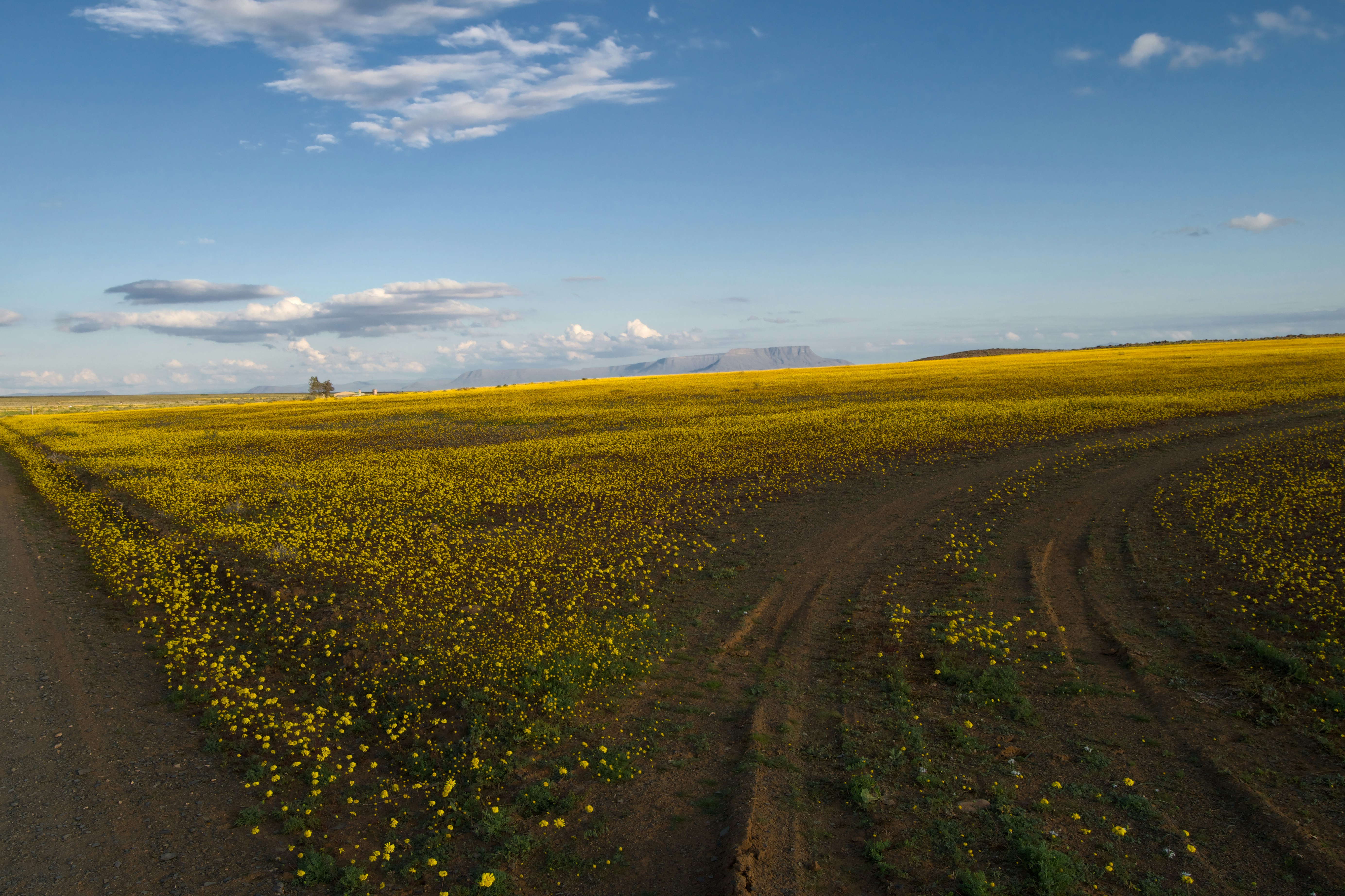 Field of Golden Dandelions under a Wide Sky