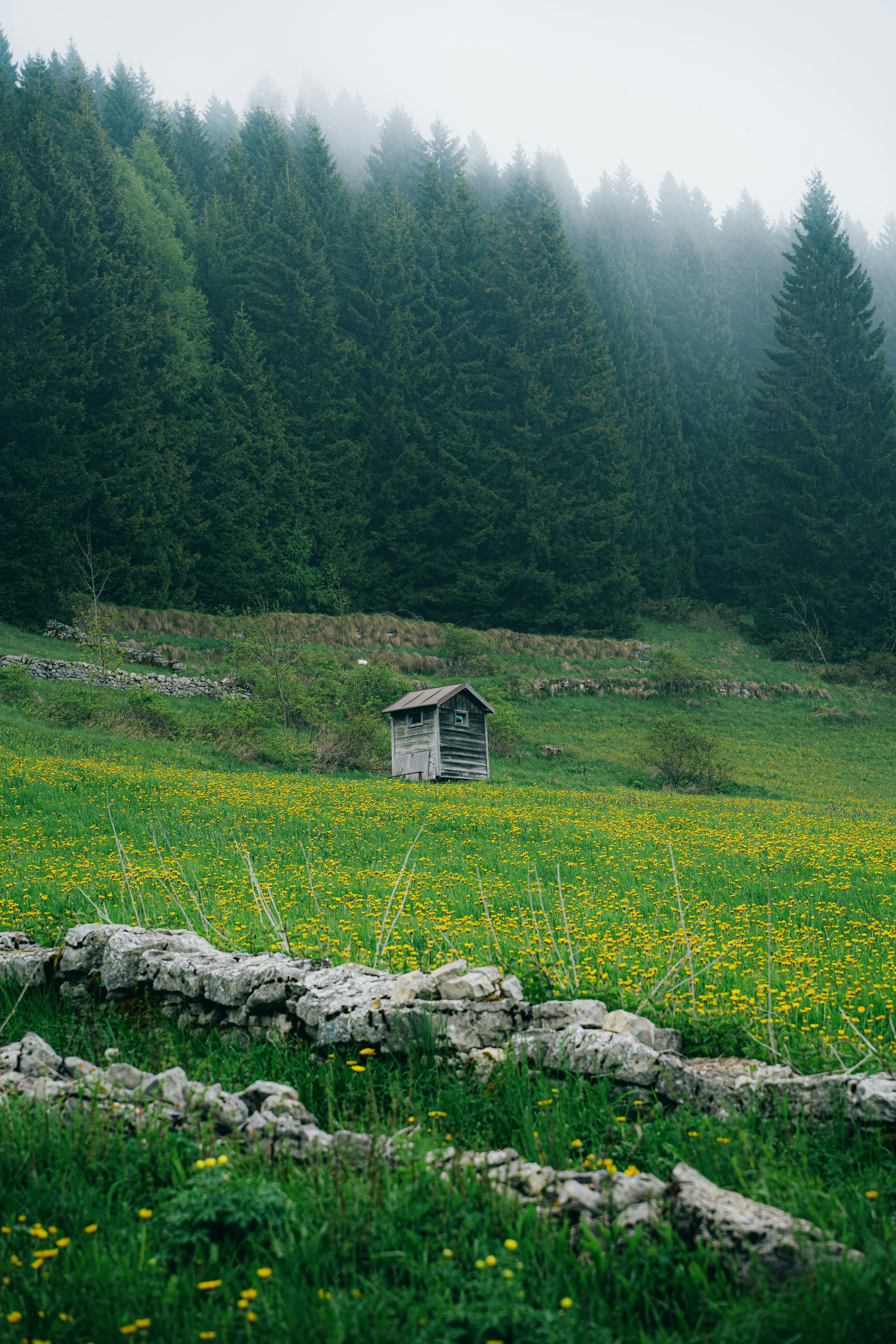 Silent Cabin in a Sea of Yellow Flowers