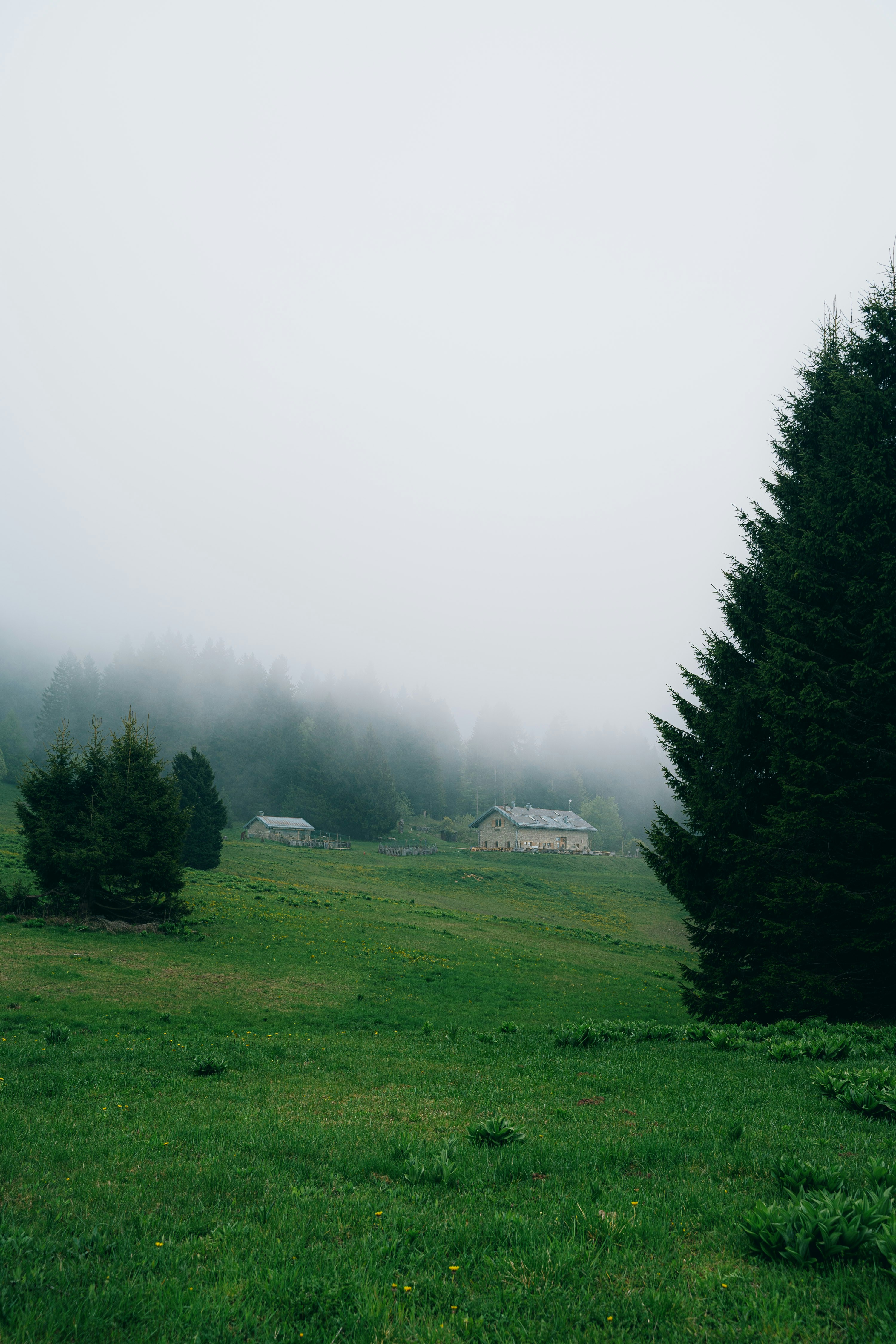 Fog-Swept Meadow with Distant Farmhouses