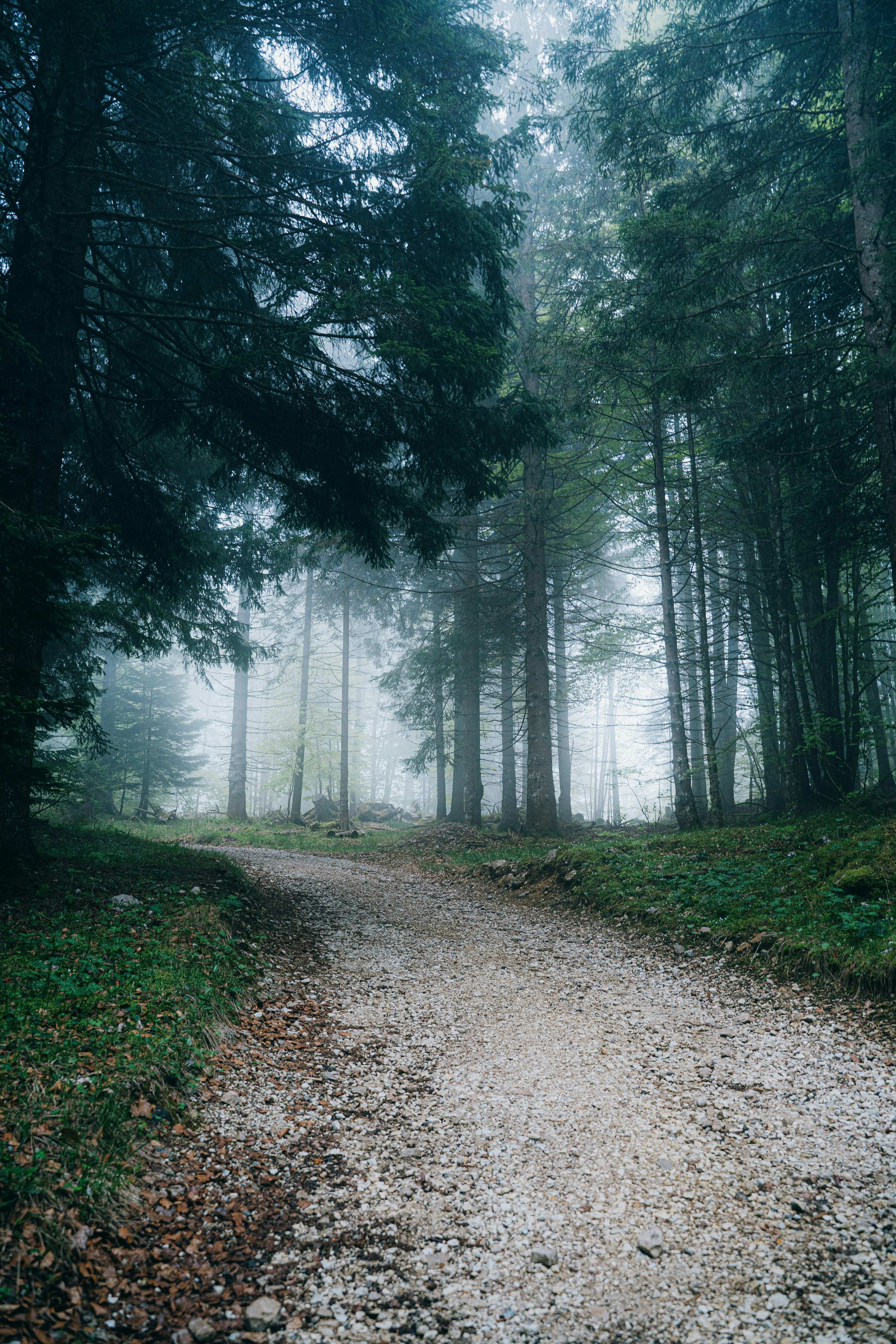 Forest Path Through Mist: A Quiet Descent into the Pines