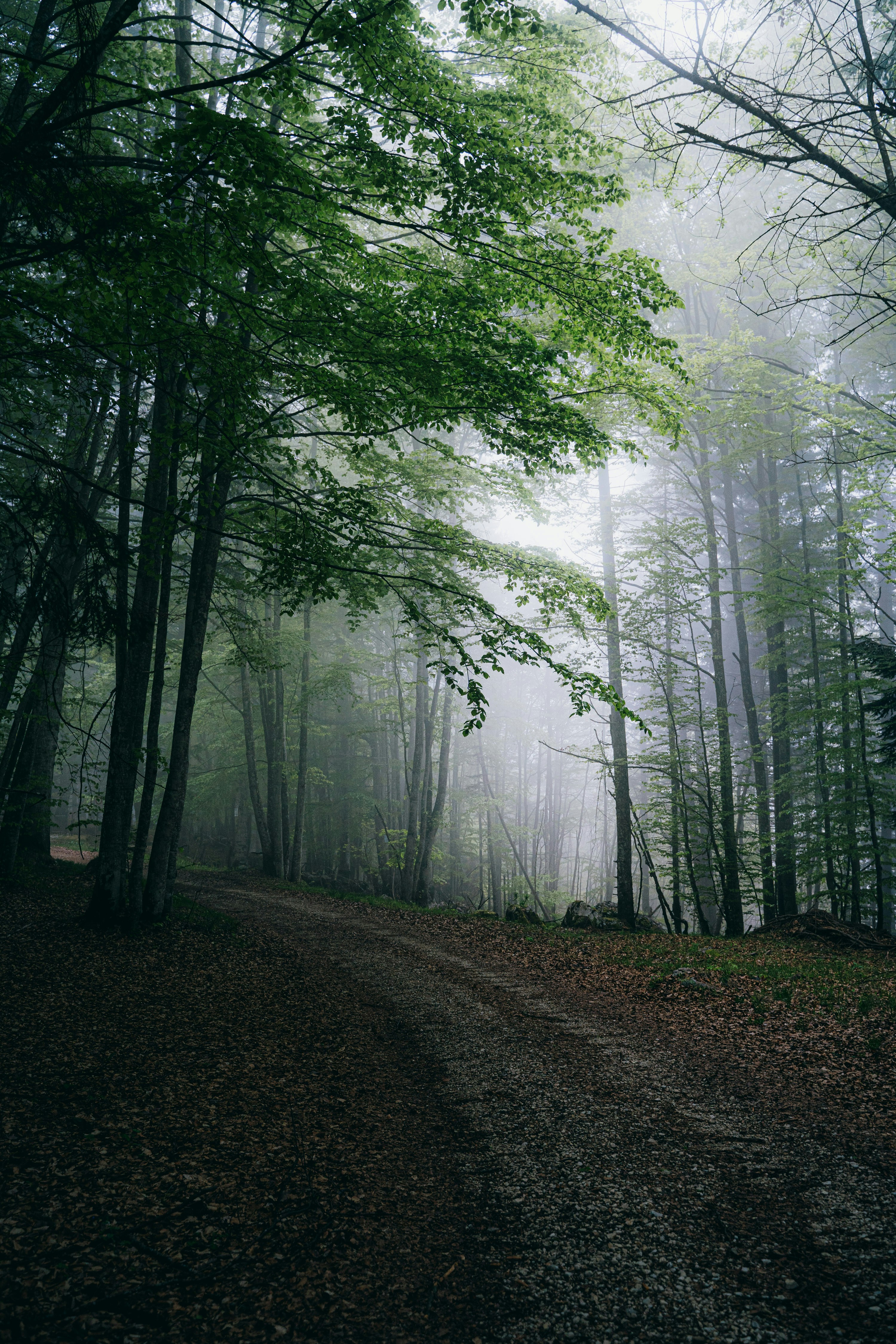 Mistbound Forest Path Through Whispering Trees