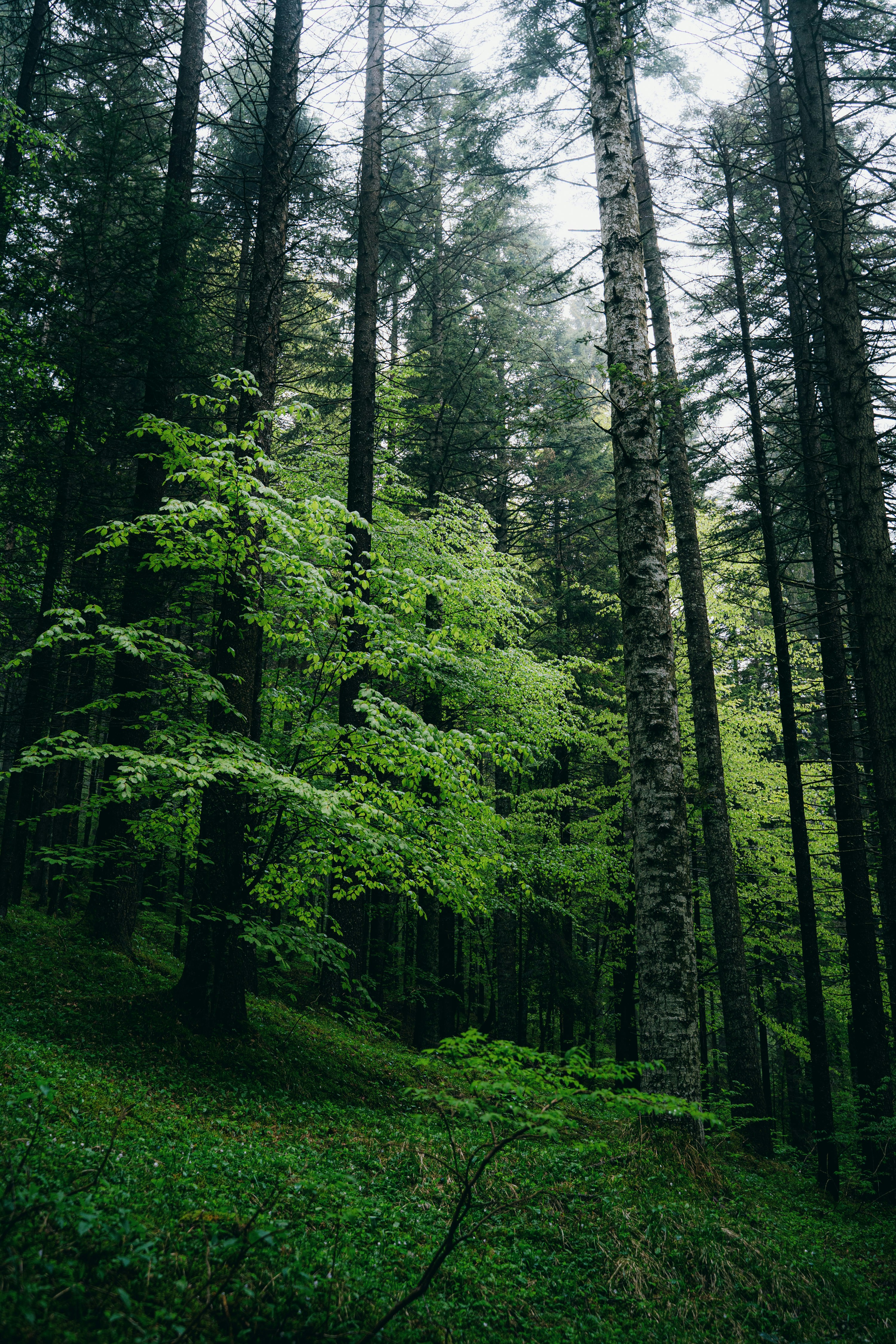 Emerald Corridor: Morning Light Through a Damp Forest