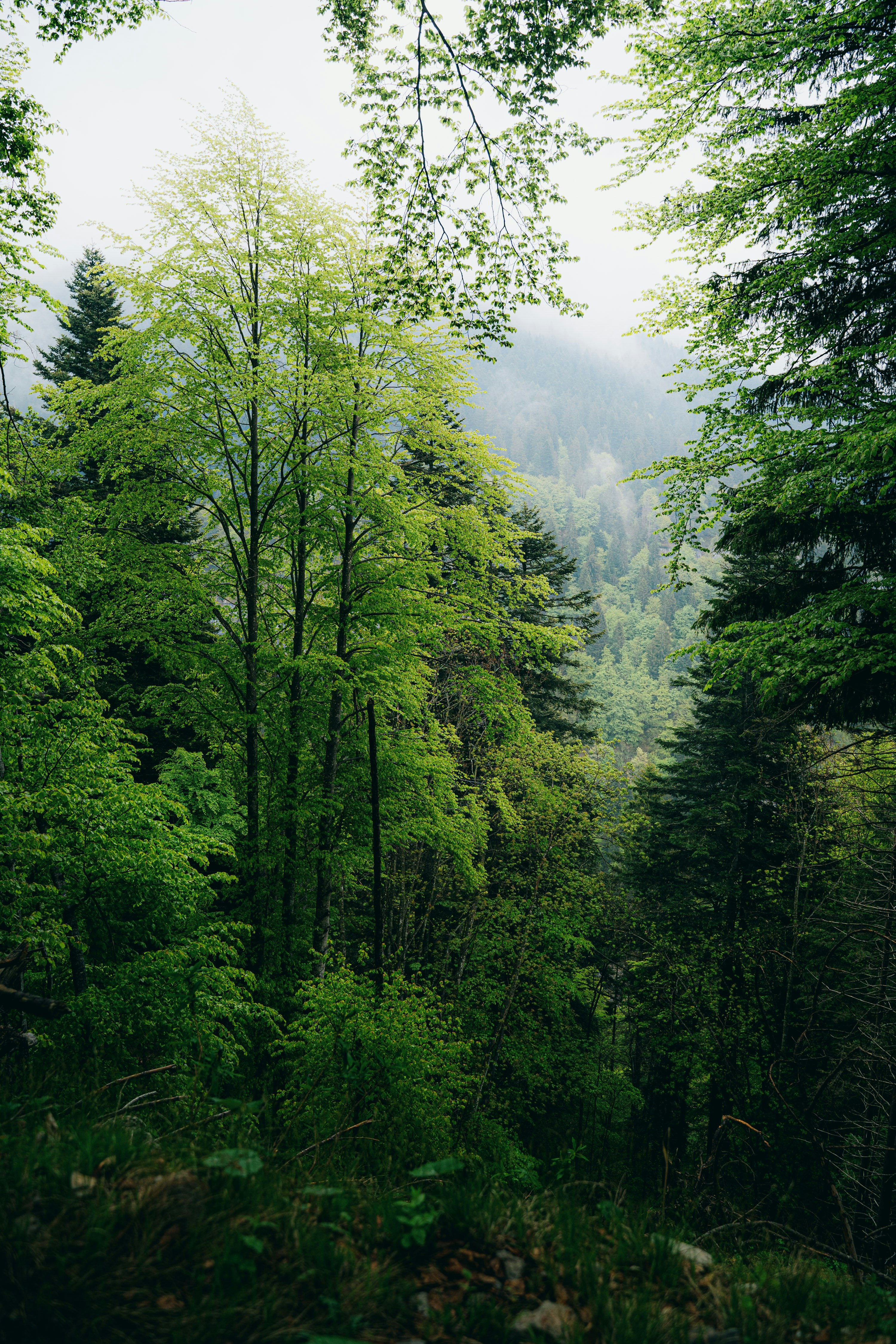Emerald Cathedral: Sunlit Foliage Over a Mountain Gorge