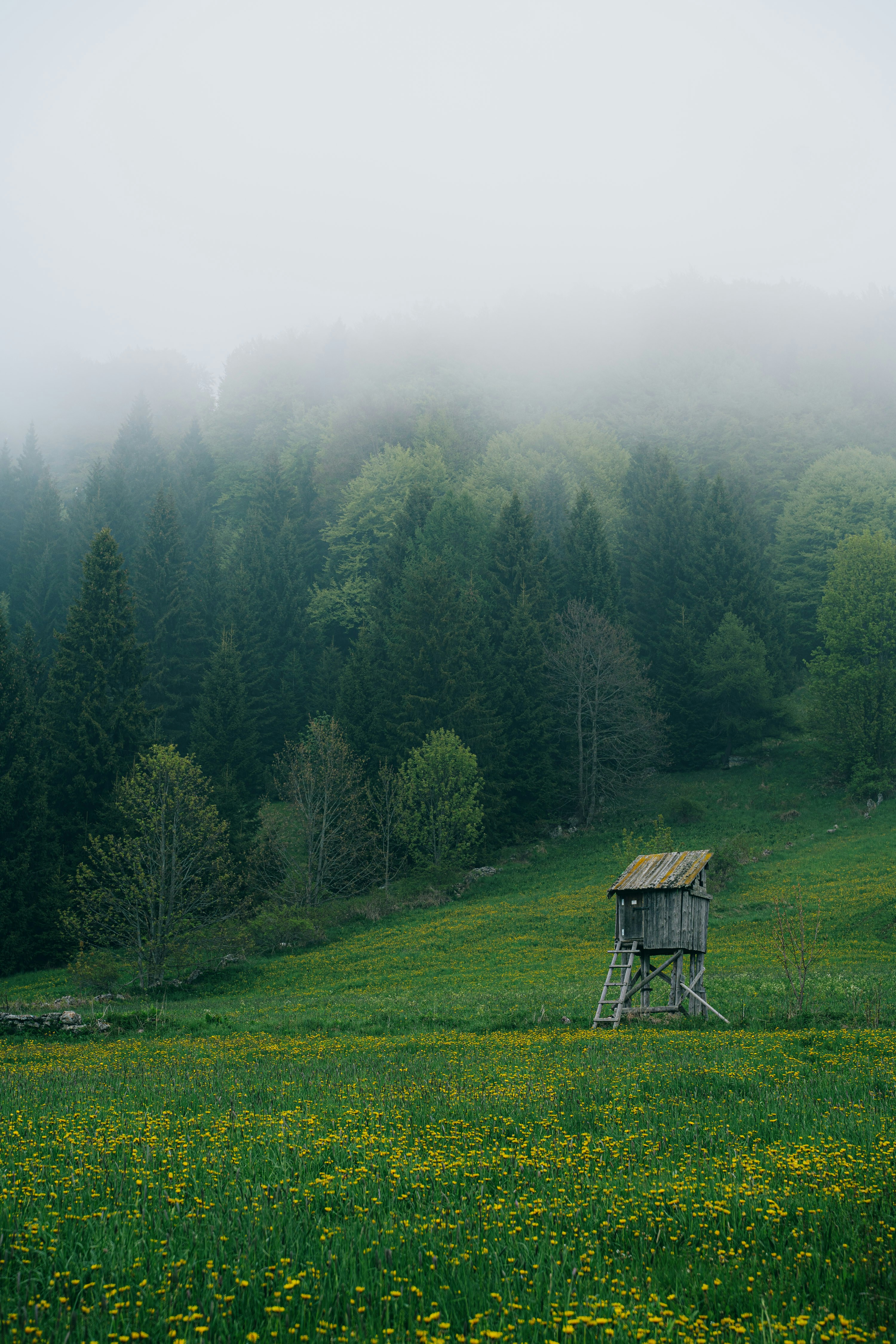 Fog Over the Meadow Watchtower