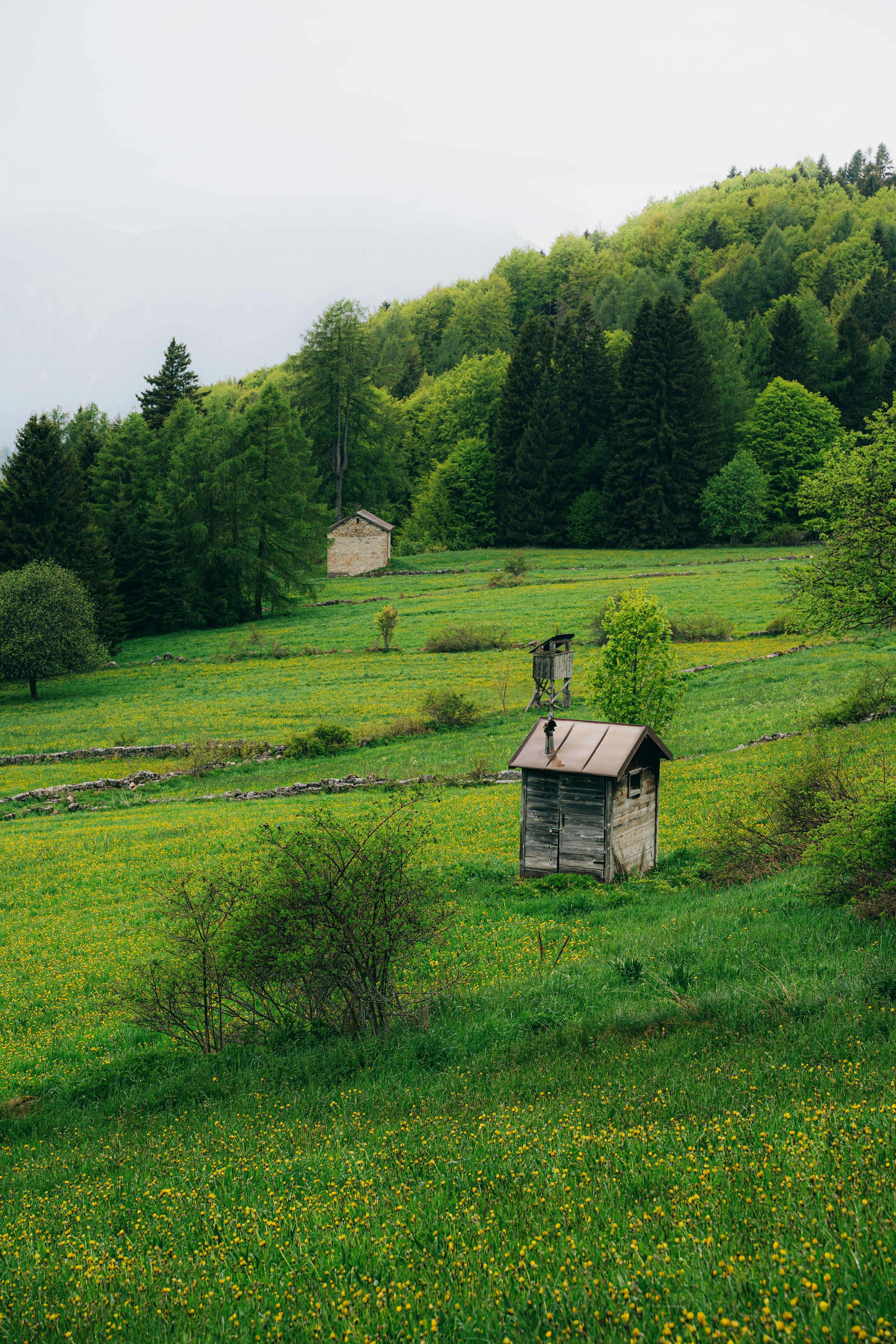 Rustic Field Gallery: A Weathered Silo Amid Spring Meadows