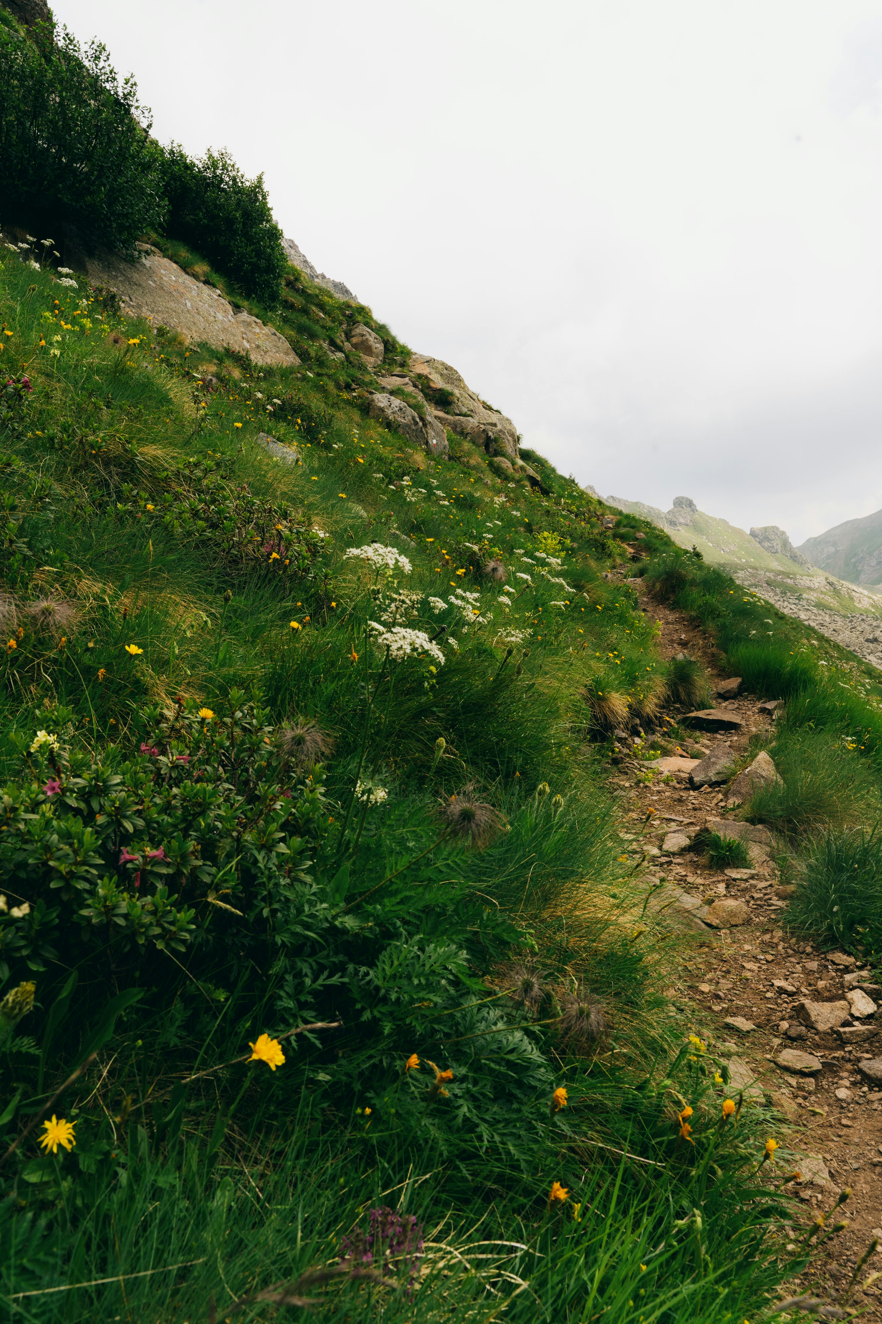 Trail Through Alpine Bloom: A Winding Path Amid Wildflowers