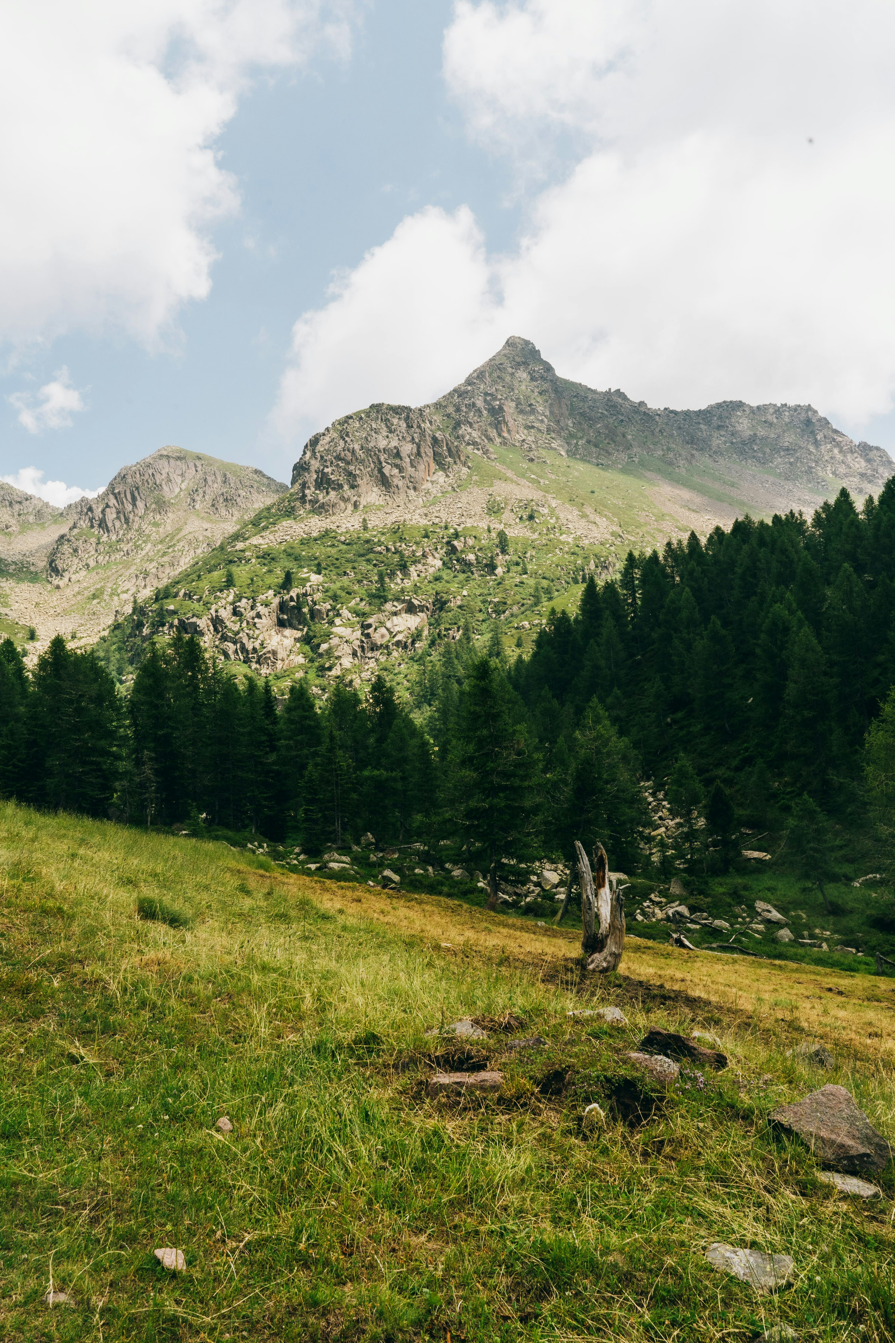 Ridgeline Silence: A Lone Weathered Log Standing Between Mountain and Meadow