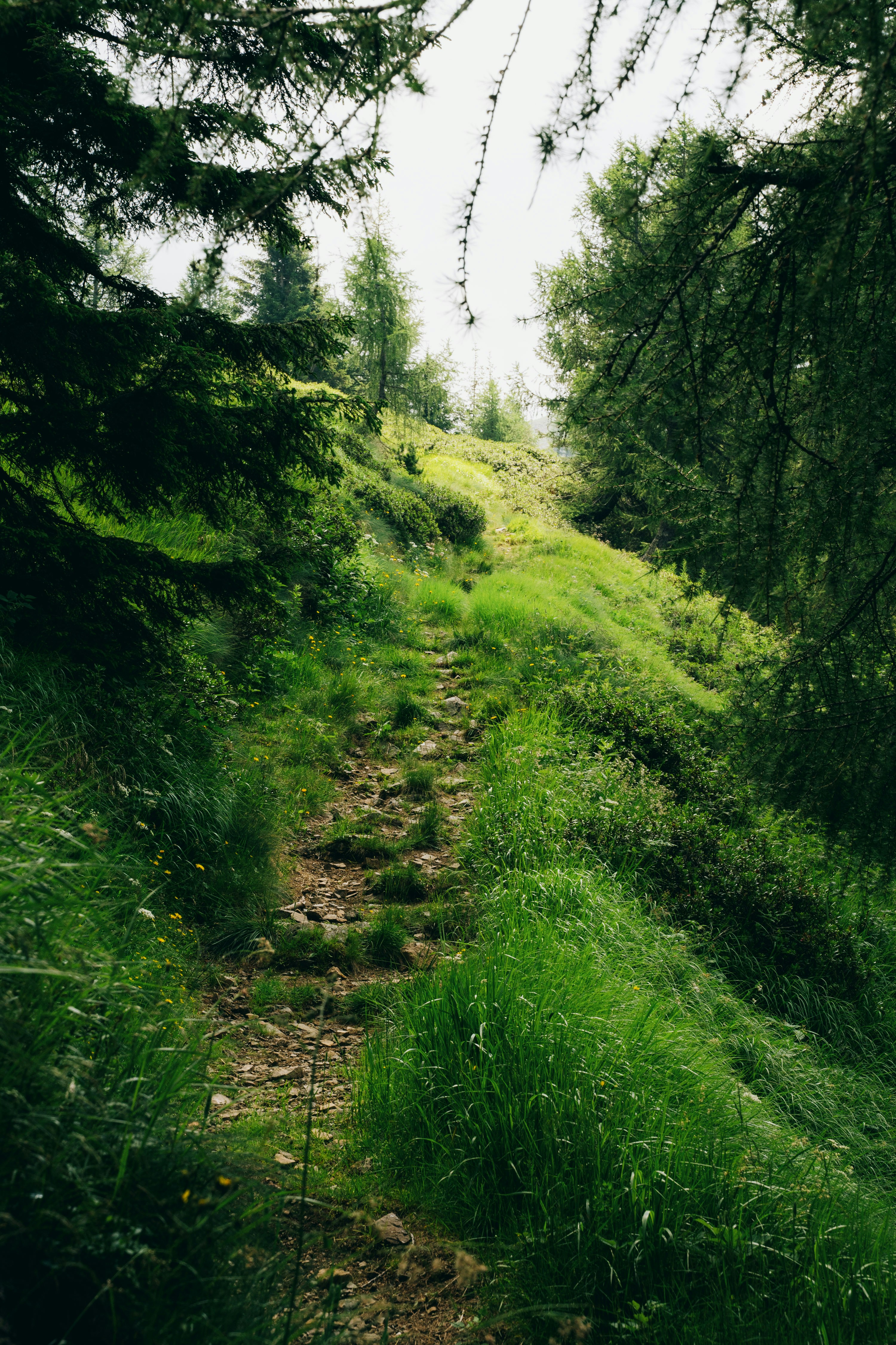 Echoes of a Green Trail: Light Filtering Through Pine