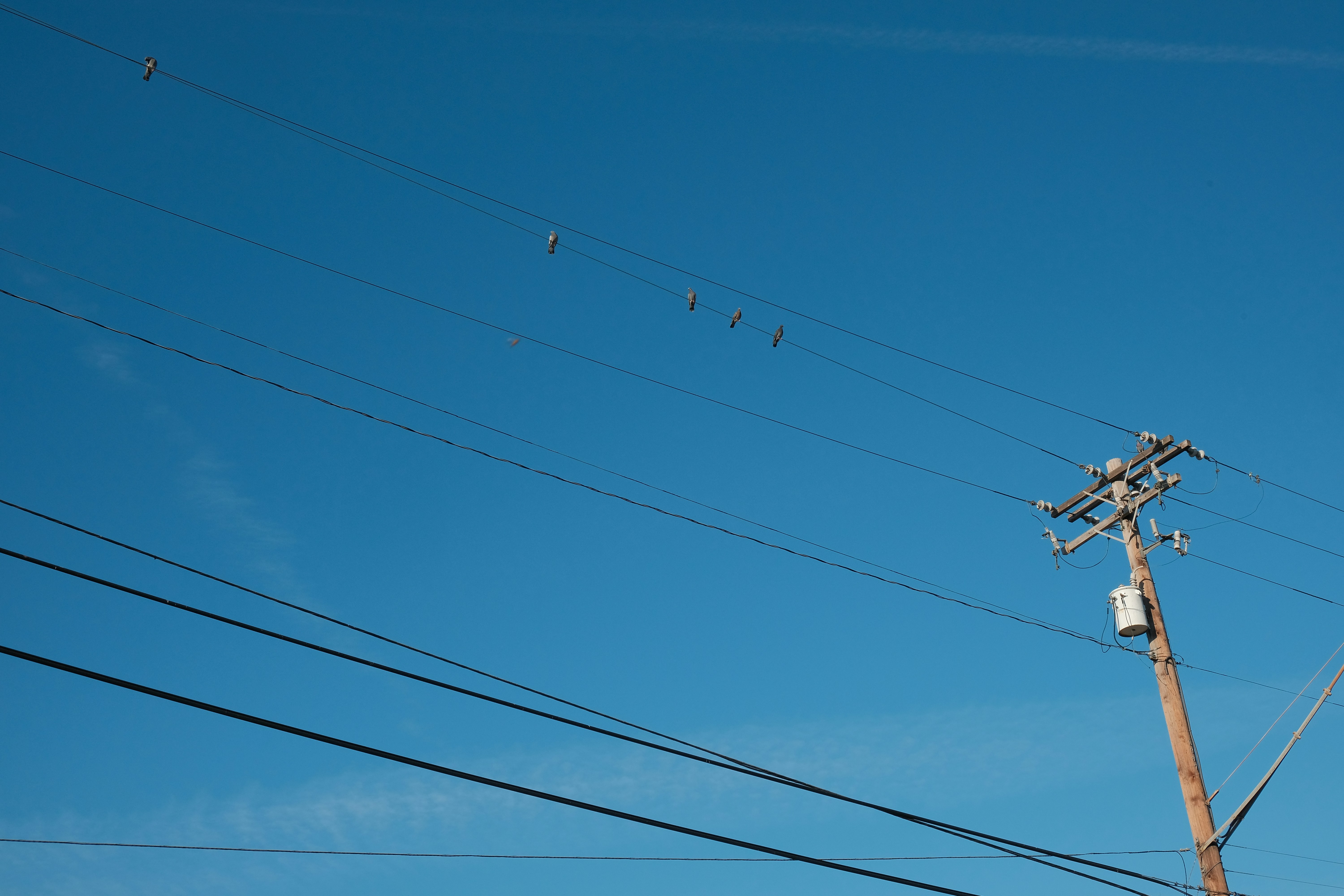 Single-Row of Birds and Power Lines Across a Clear Sky