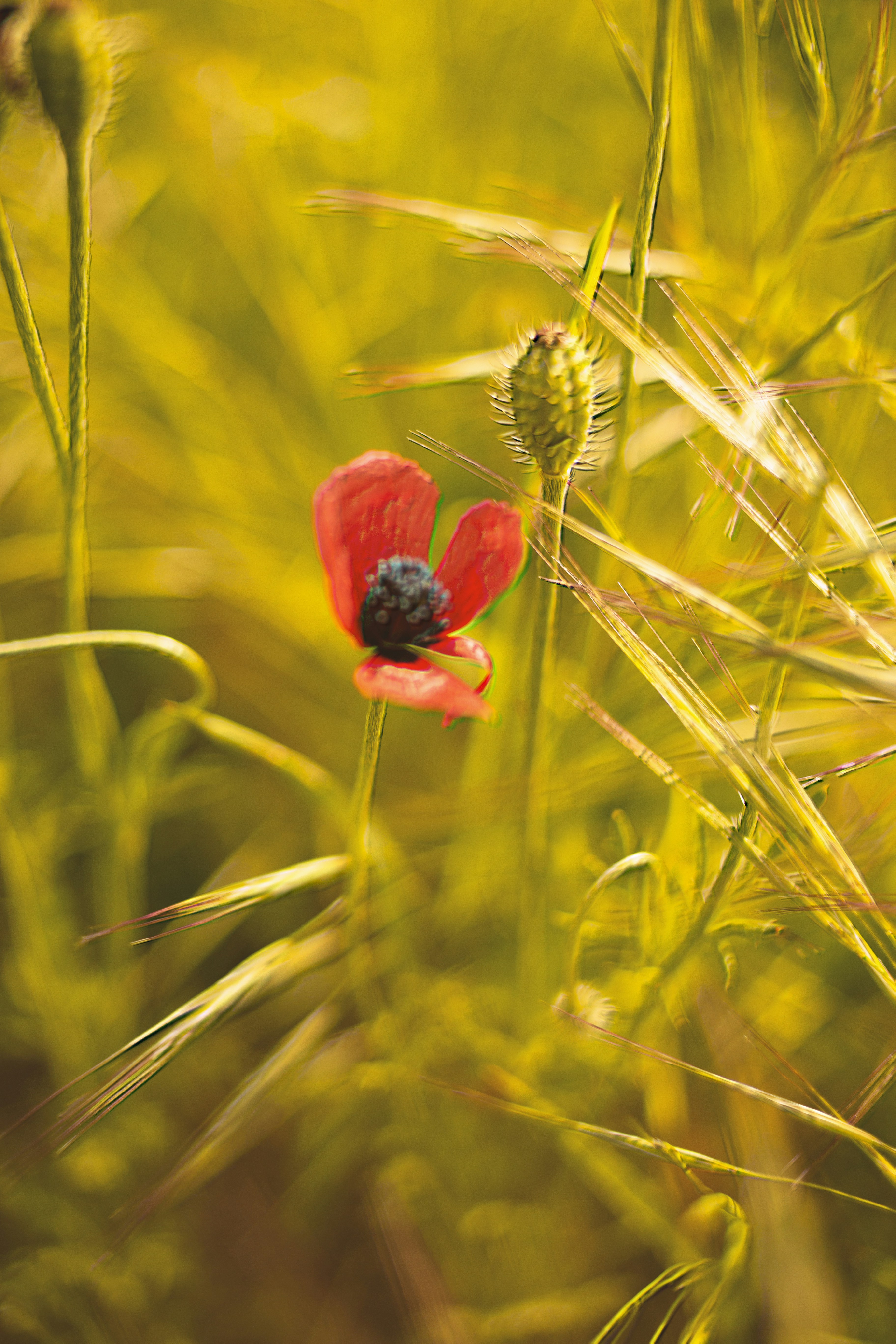 Red Poppy in a Golden Field: a Quiet Burst of Color