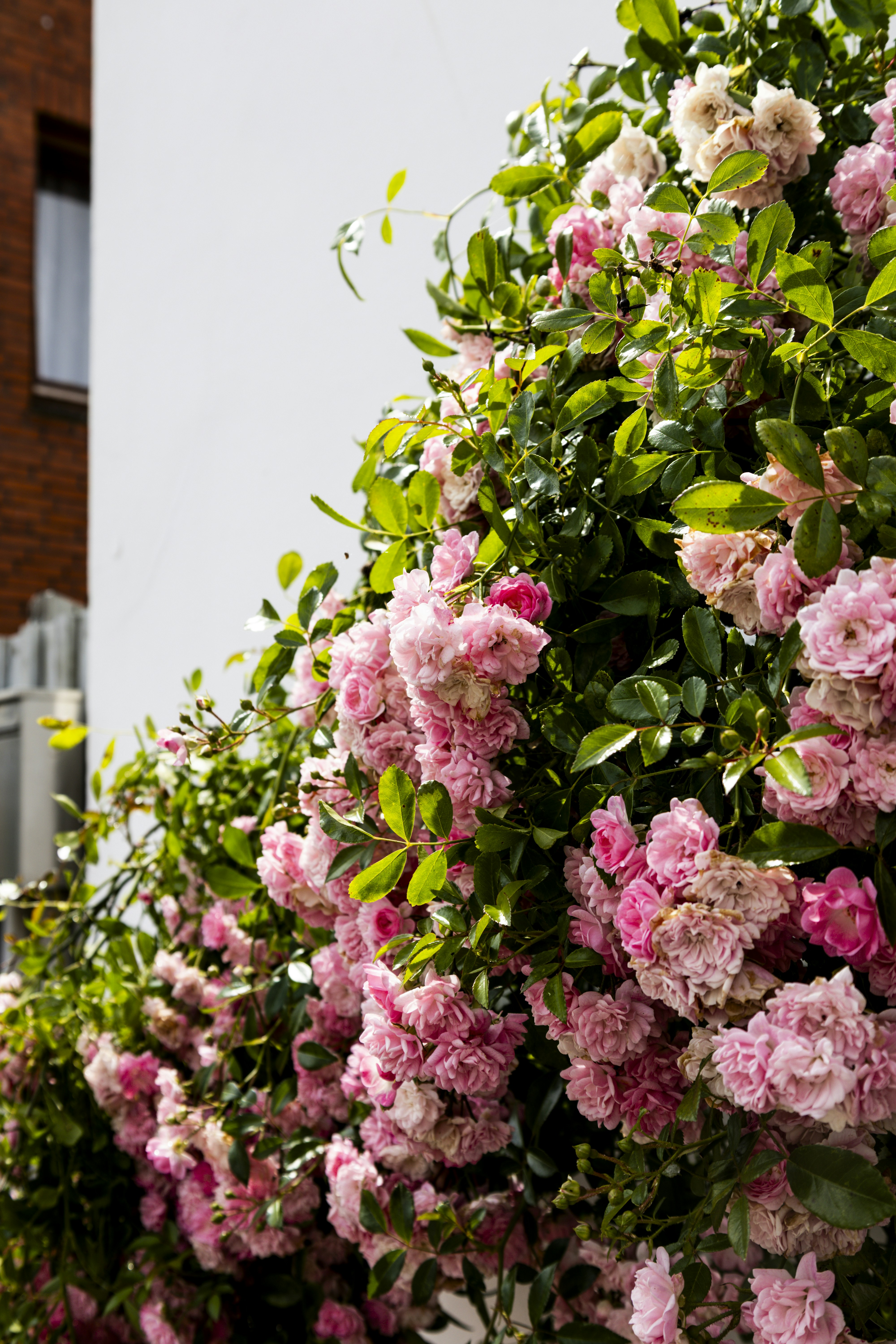 Pink Camellias in a Backyard Bloom Cascade