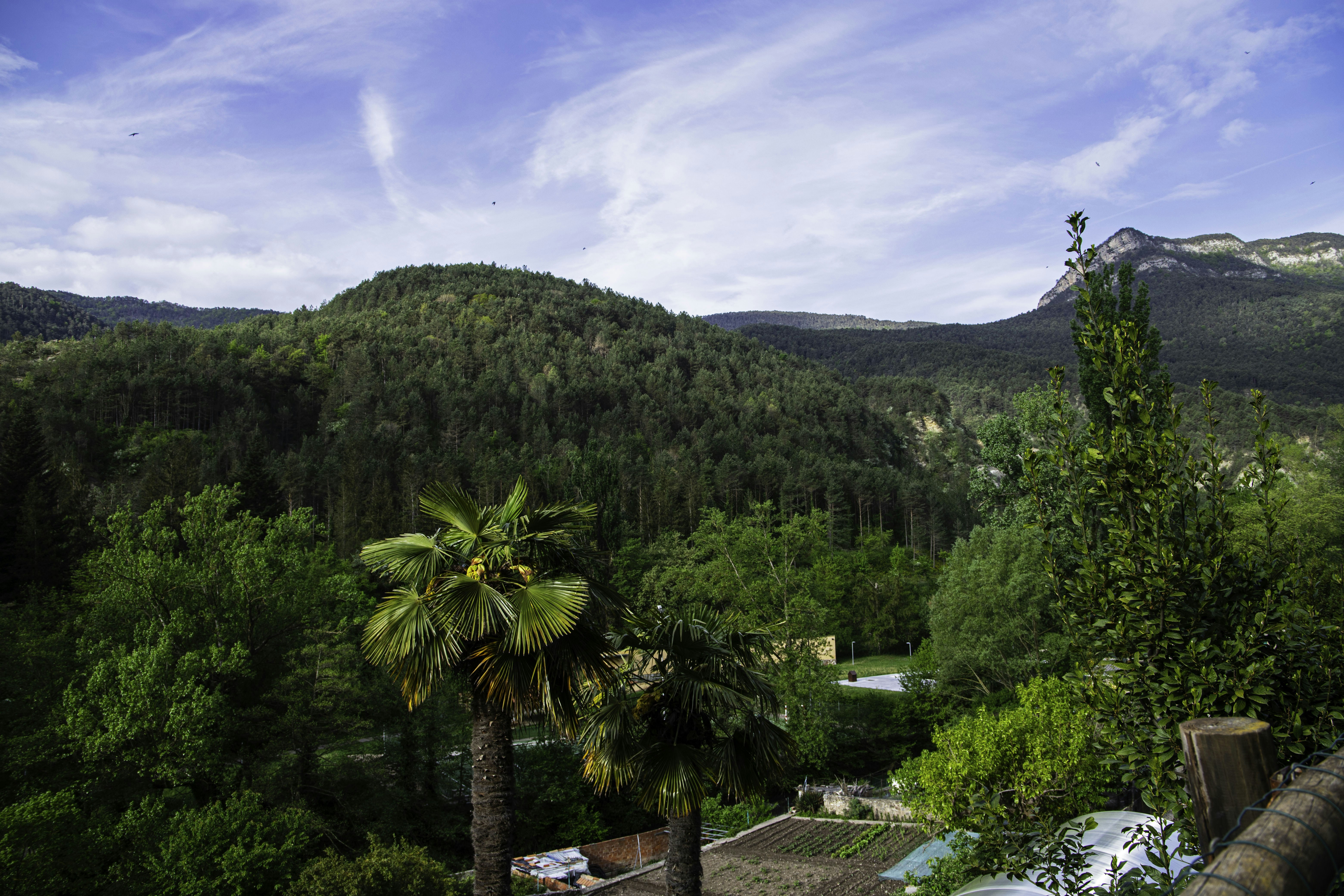 Verdant Valley Vista with Palm Fronds and Mountain Backdrop