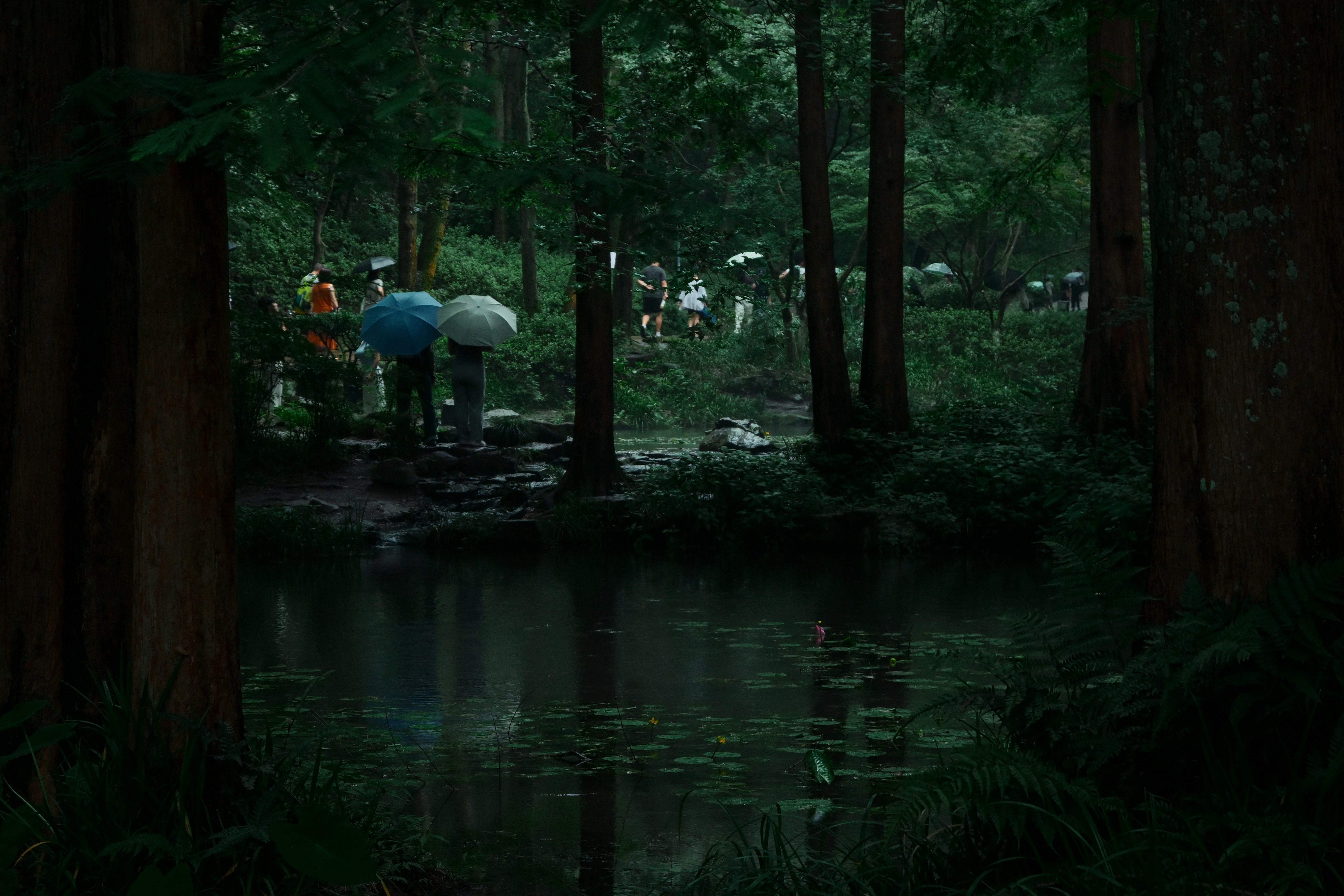 Rainy Forest Rendezvous by the Pond