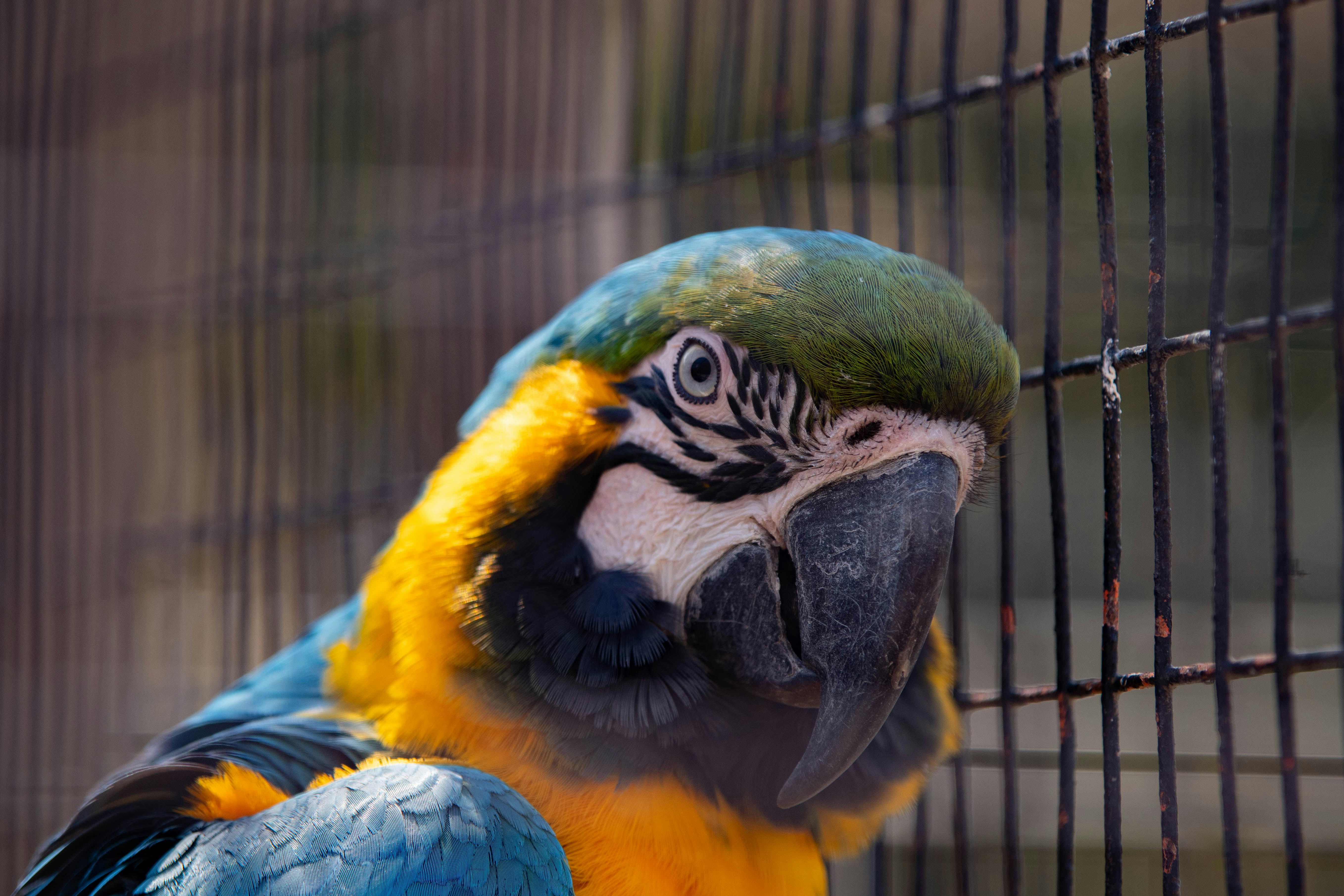 Colorful Macaw Gaze Through a Barred Window