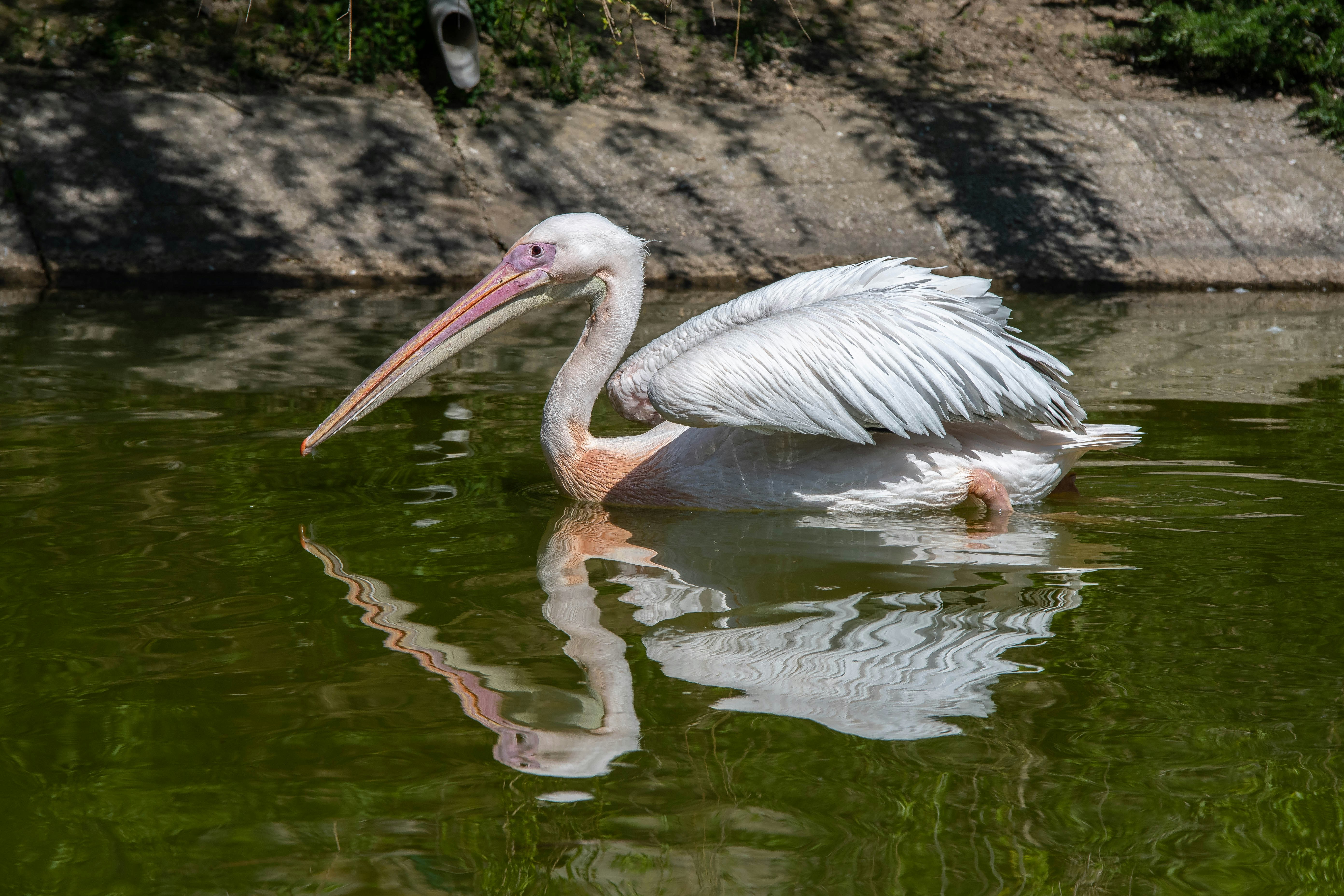 Quiet Glide: A Pelican Traces Dawn Along a Murky Channel
