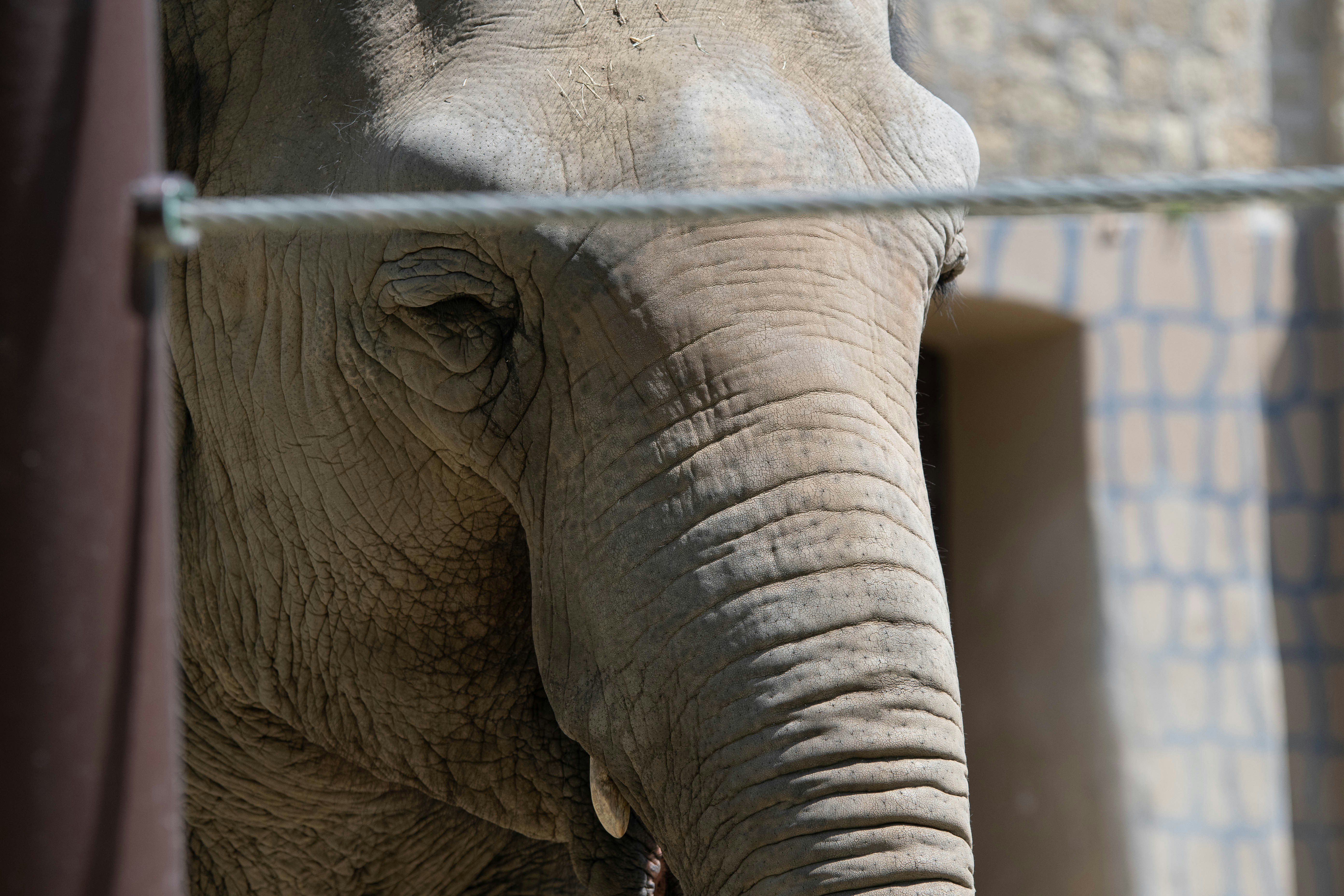 Close-Up of Elephant Gaussian Skin and Gentle Eye Lines