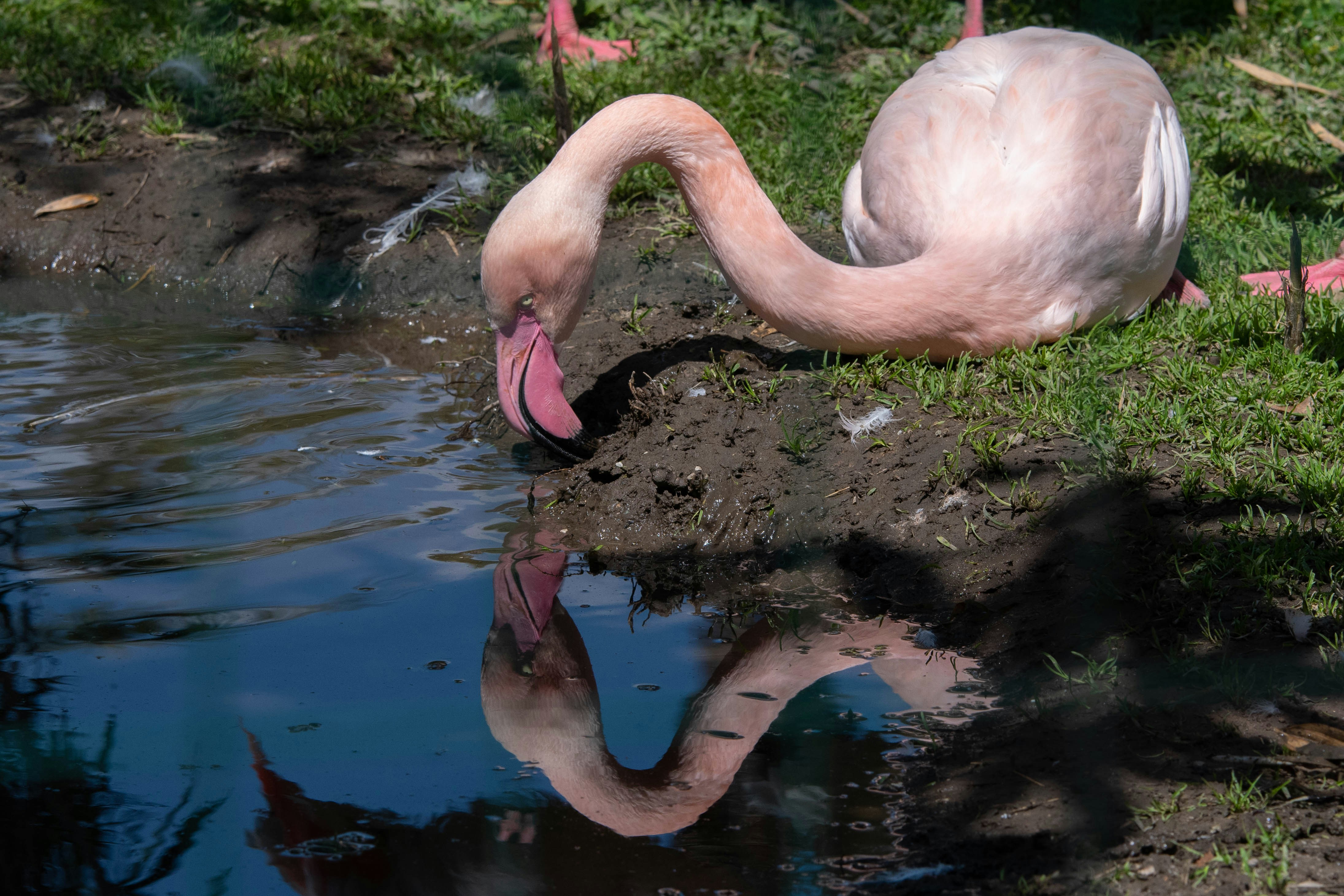 A pink flamingo lowers its head to drink from a calm pond, its reflection shimmering on the water’s surface.