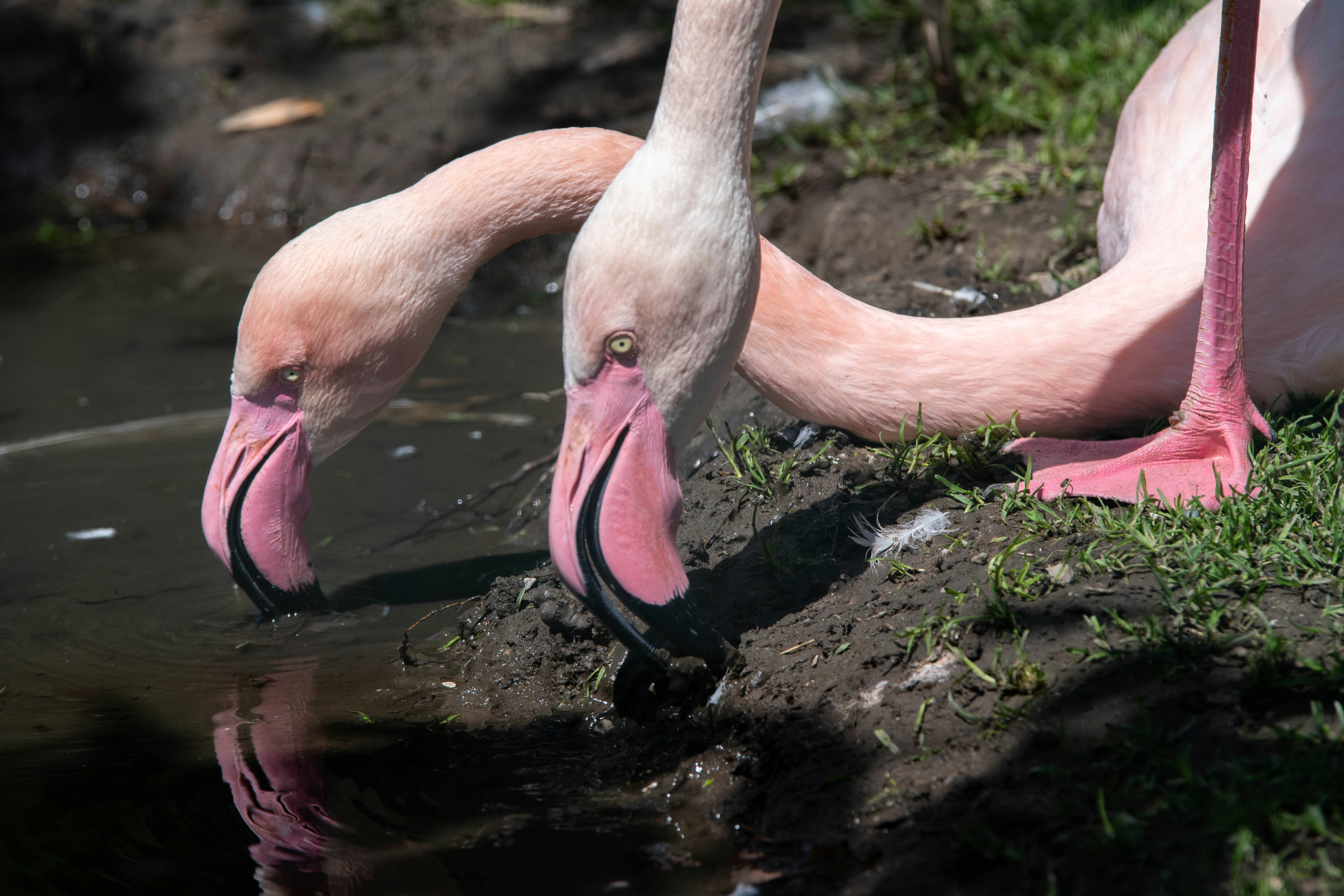 Curious Flamingos Dip Their Beaks into Still Water