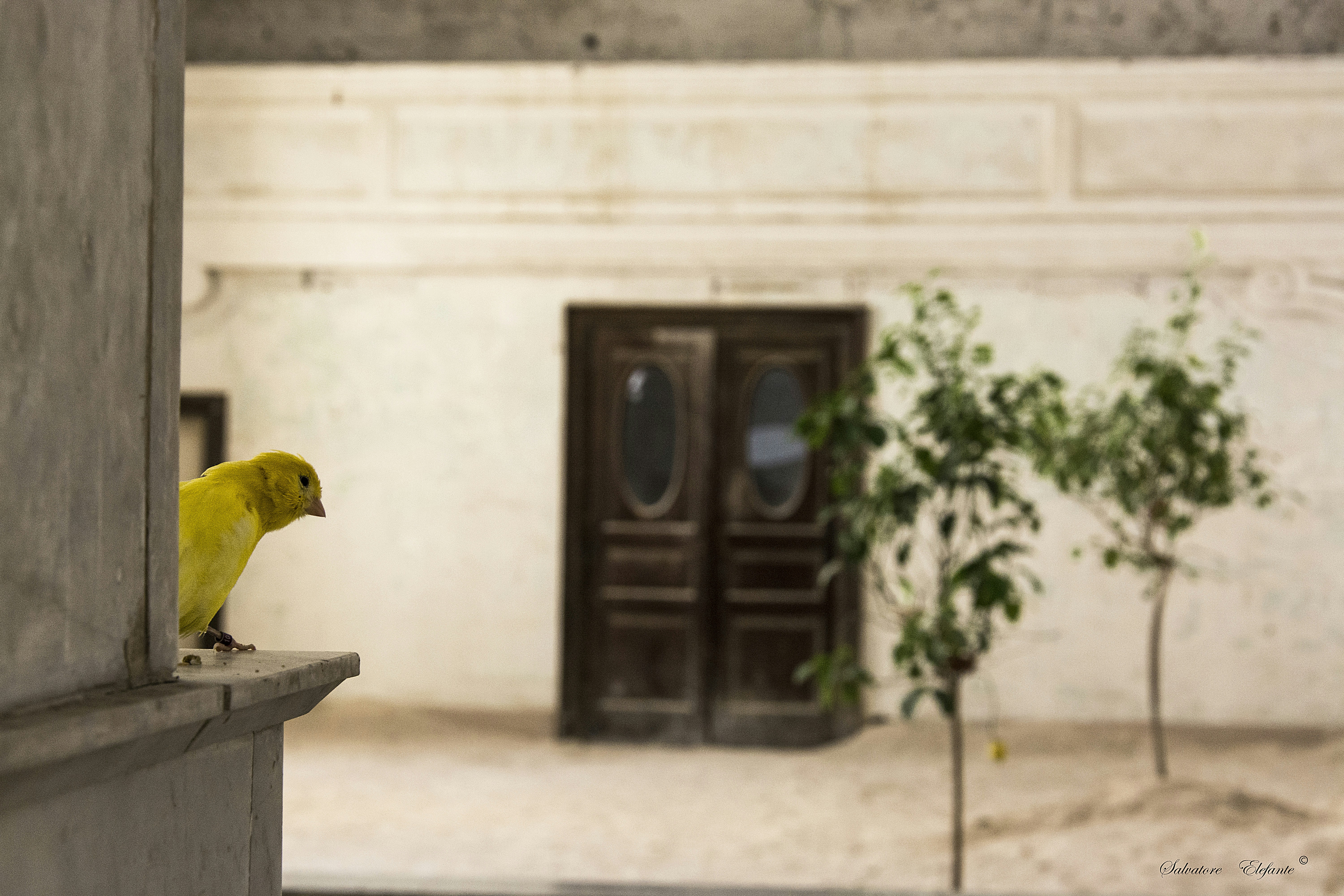 Yellow Songbird at the Cornered ledge